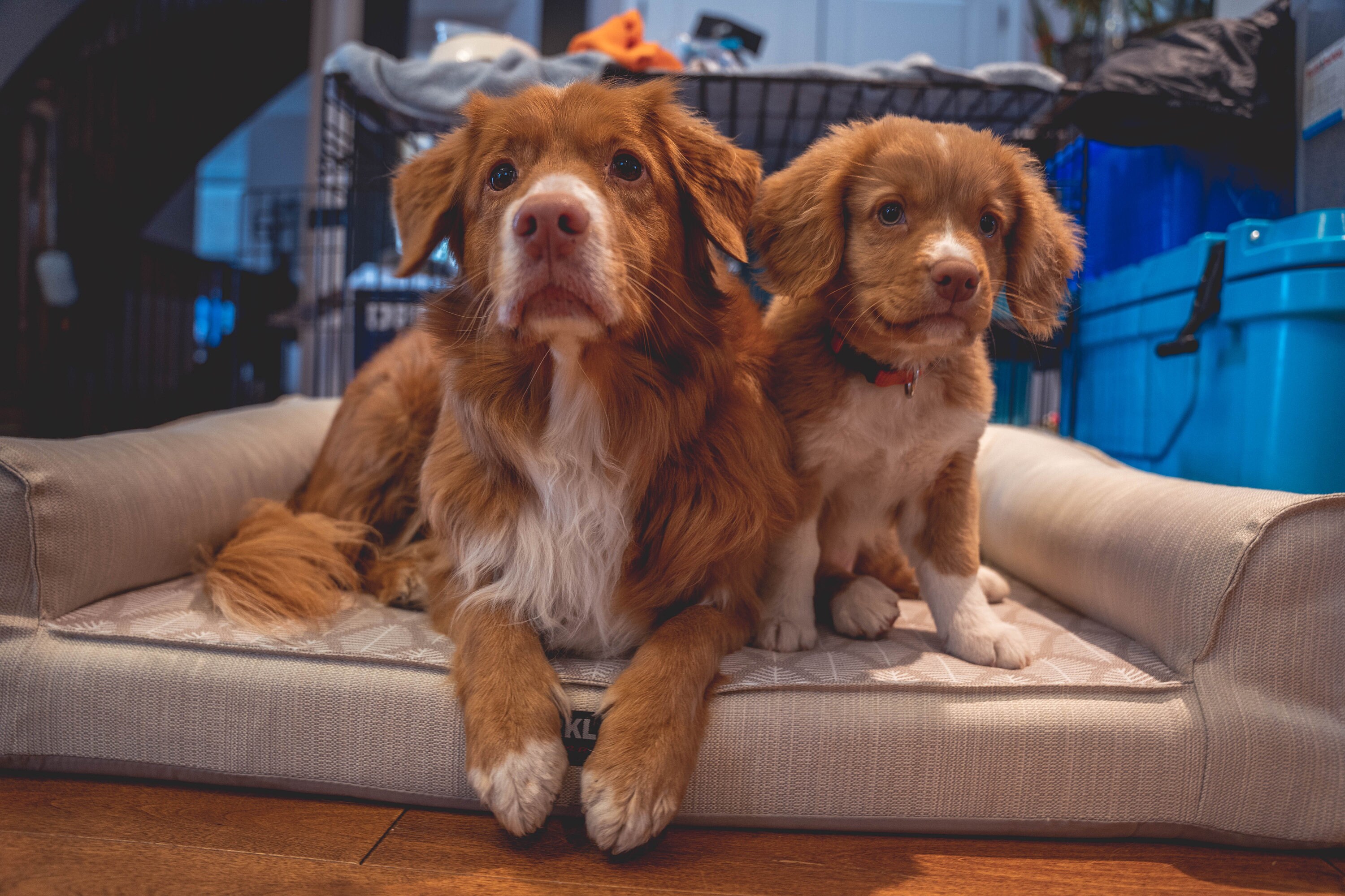 Cartoon Duck Toller Puppy Sticker - Etsy