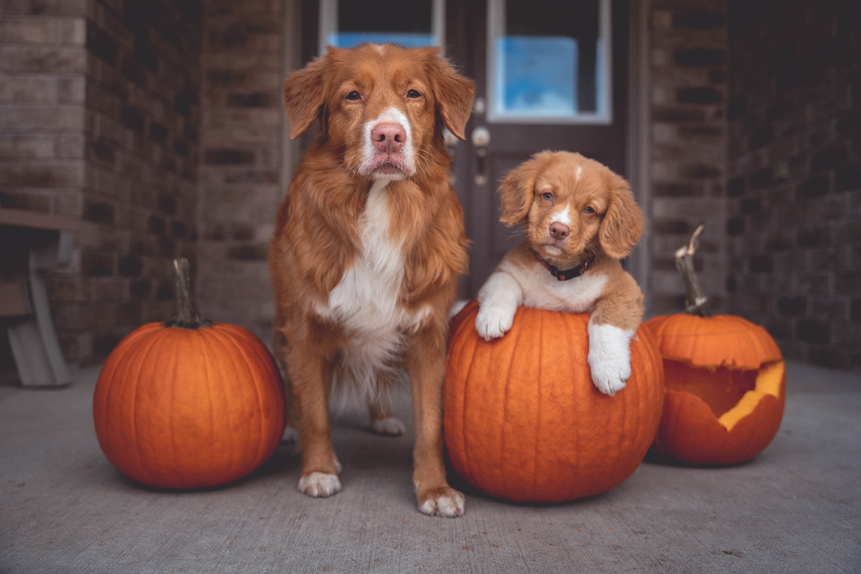 Cartoon Duck Toller Puppy Sticker - Etsy