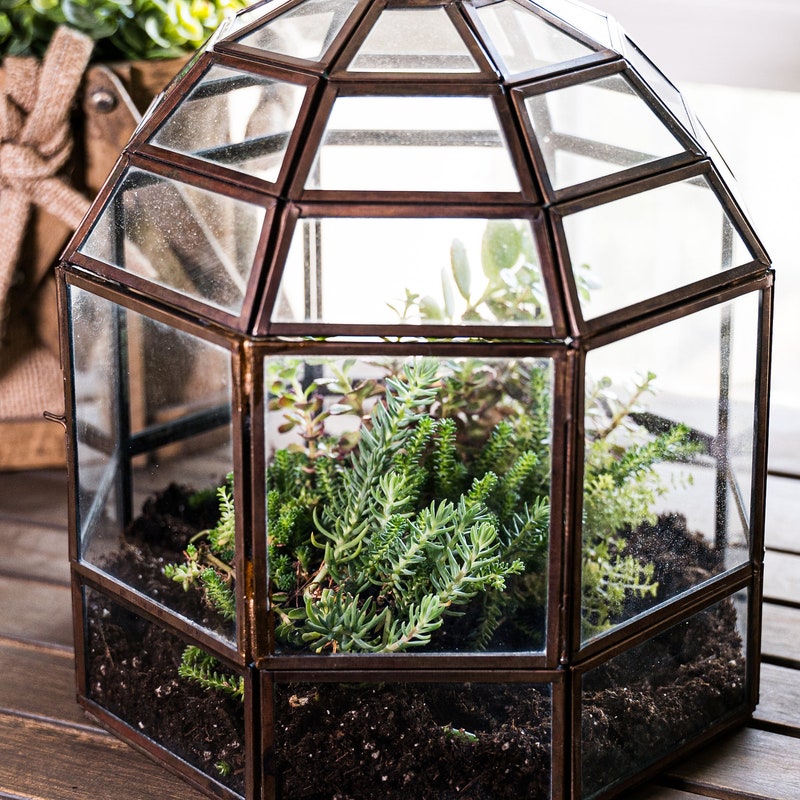 Glass Terrarium Herbs - Etsy
