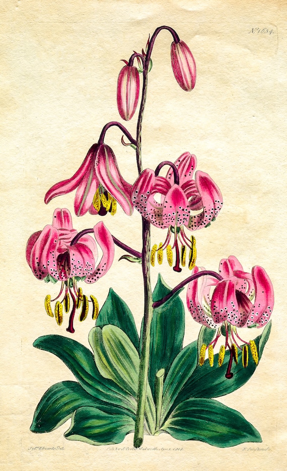 Vintage Botanical Prints Vintage Flowers Vintage Artwork | Etsy