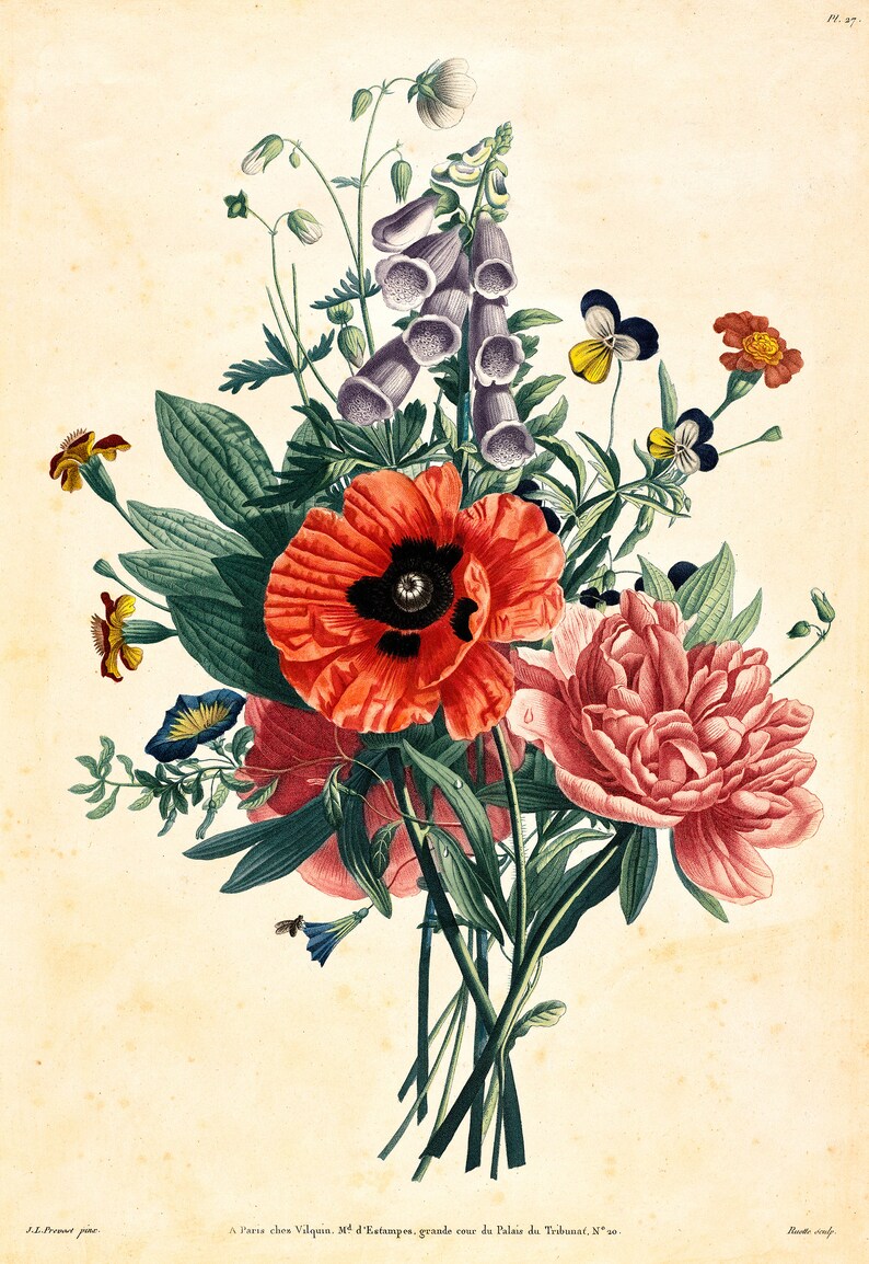 Vintage Botanical Prints Vintage Flower Print Vintage Artwork Vintage ...