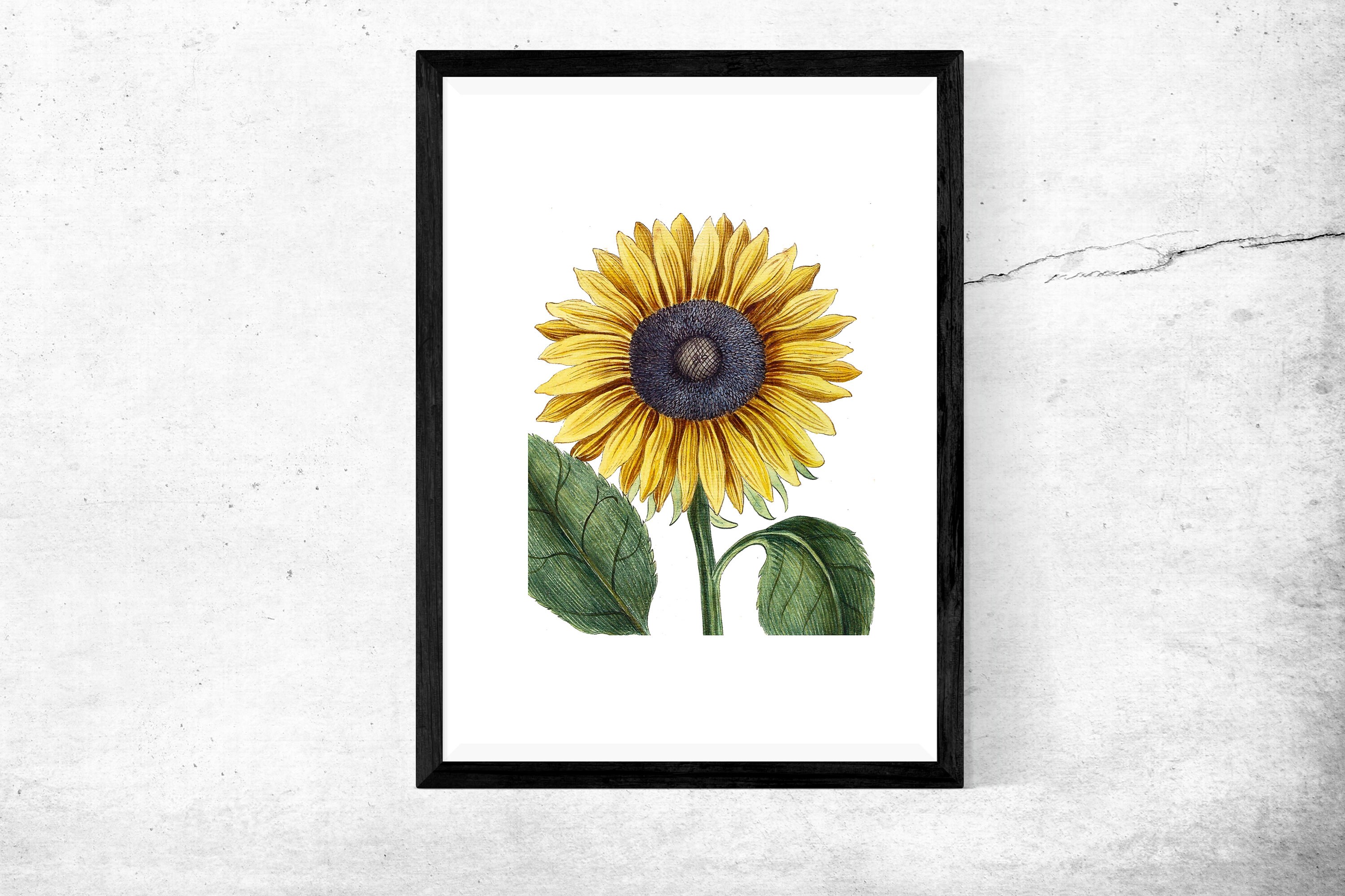 Vintage Botanical Prints | Vintage Sunflower Print | Vintage Artwork ...