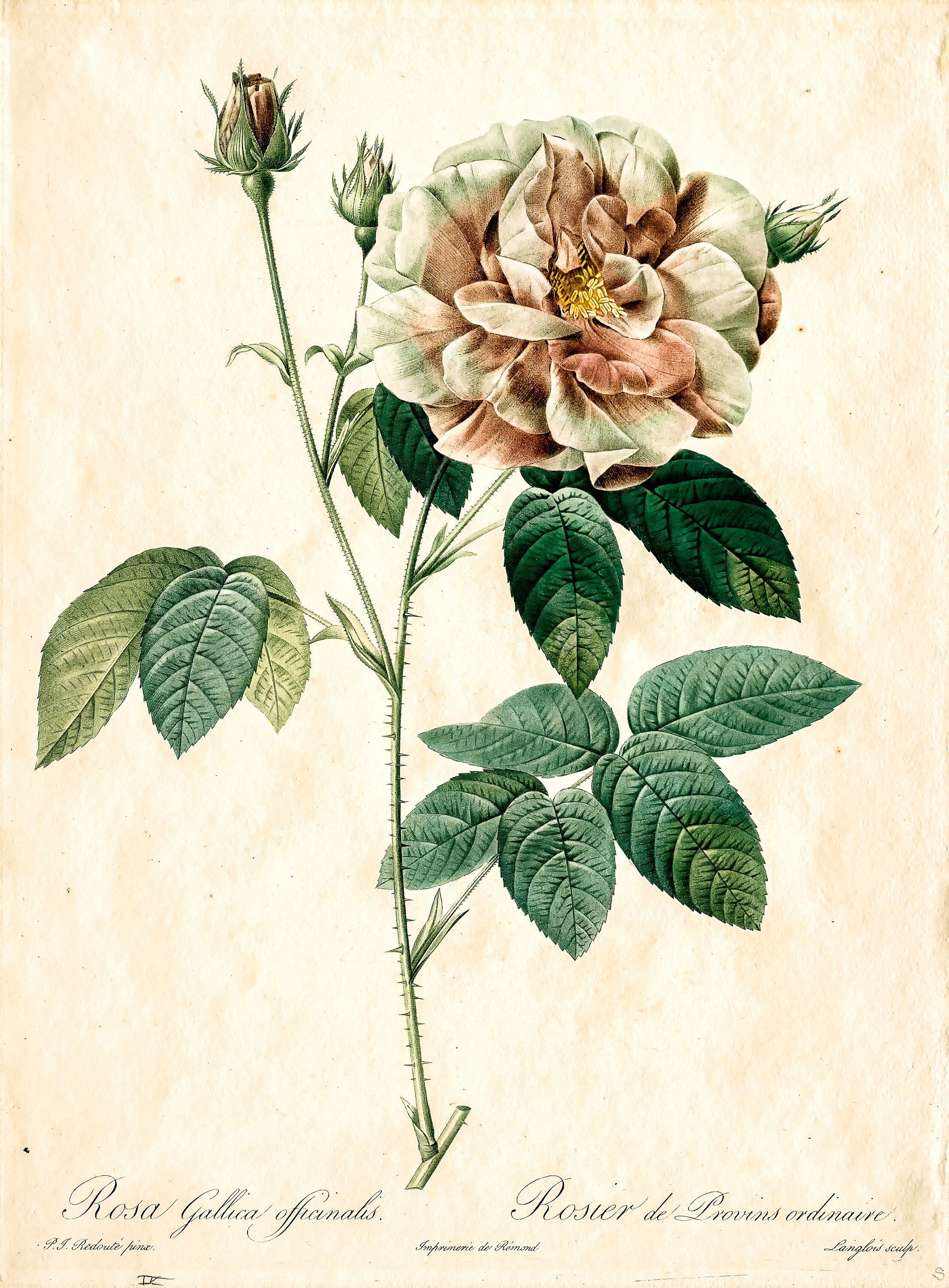 Vintage Botanical Prints Pink Rose Art Print Vintage Flower Print ...