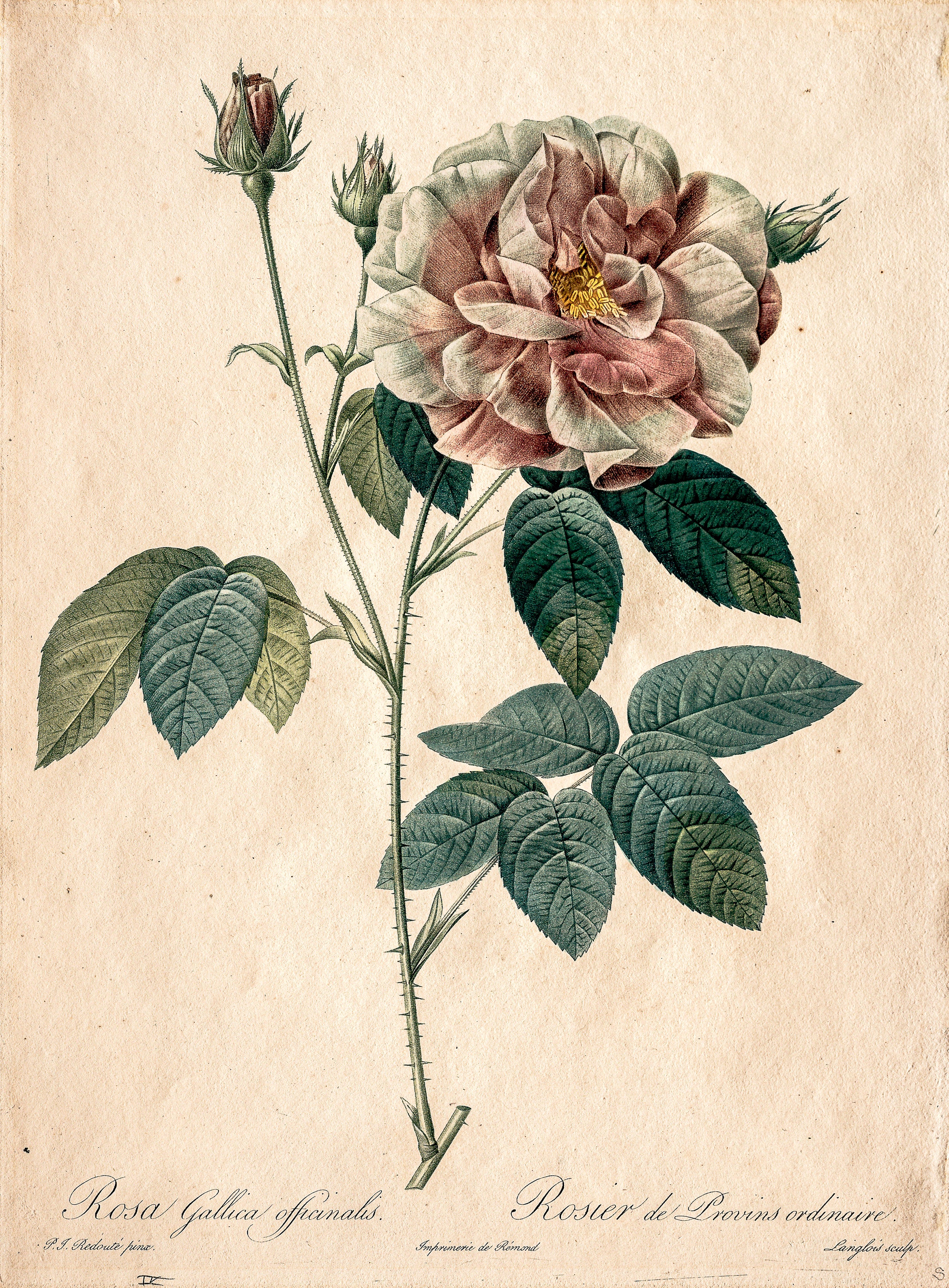 Vintage Botanical Prints | Vintage Flowers | Vintage Artwork | Vintage ...