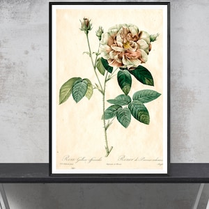 Vintage Botanical Prints Pink Rose Art Print Vintage Flower Print ...