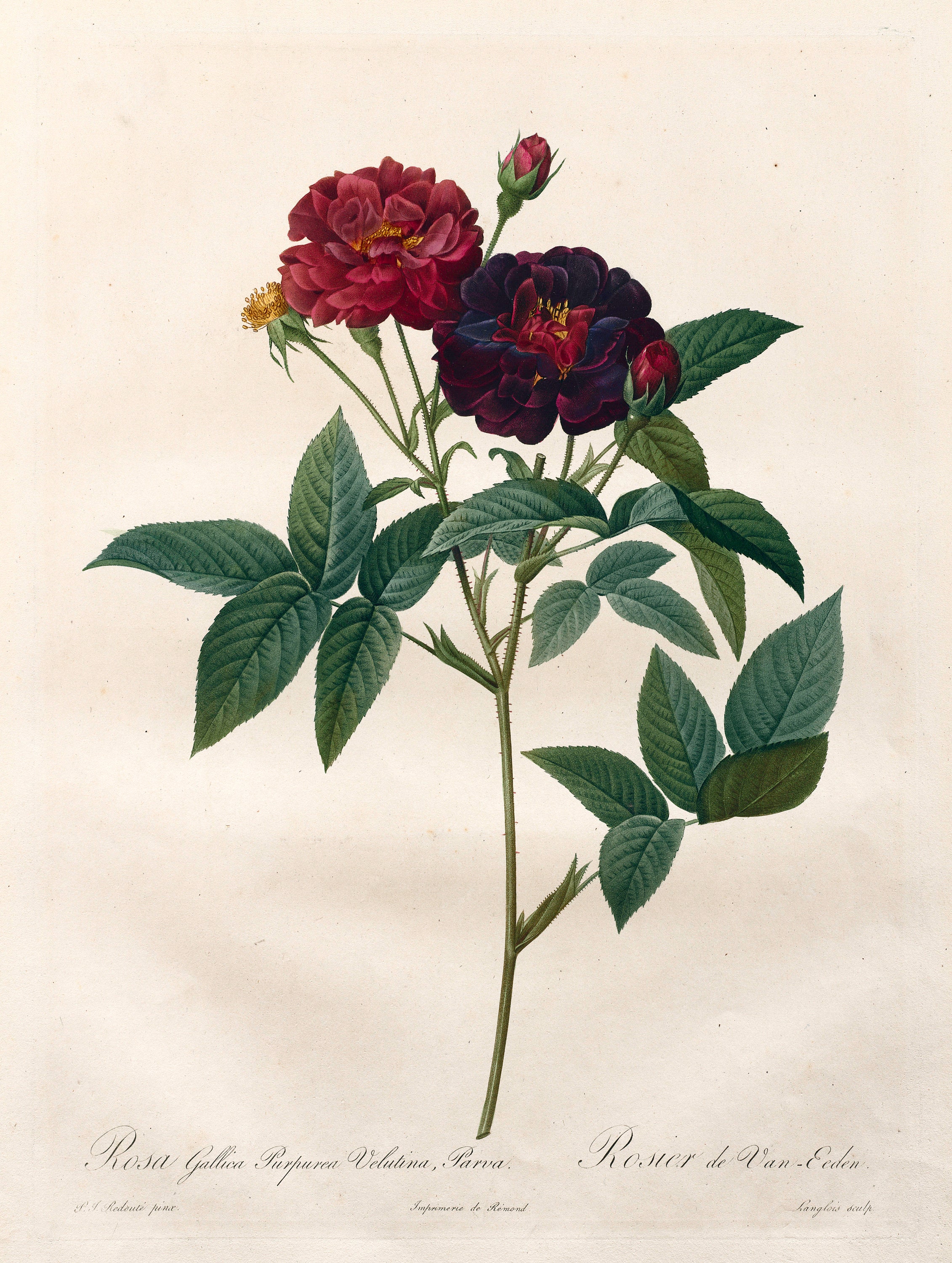 Vintage Botanical Prints | Vintage Flowers | Vintage Artwork | Vintage ...