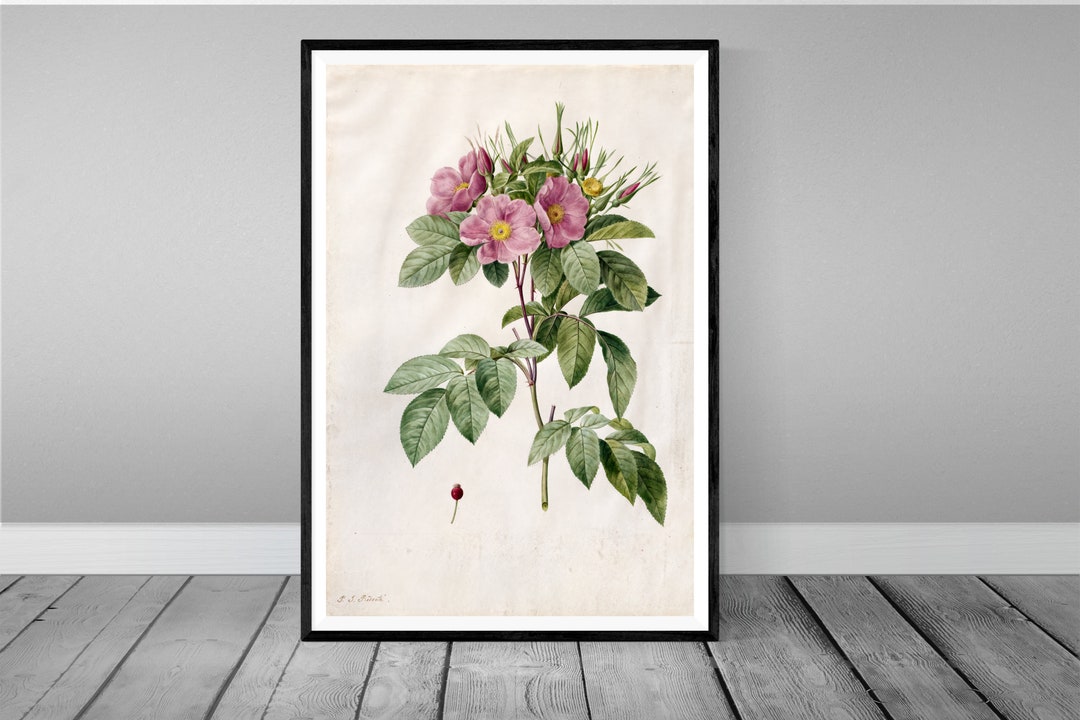 Vintage Botanical Prints | Vintage Flowers | Vintage Artwork | Vintage ...