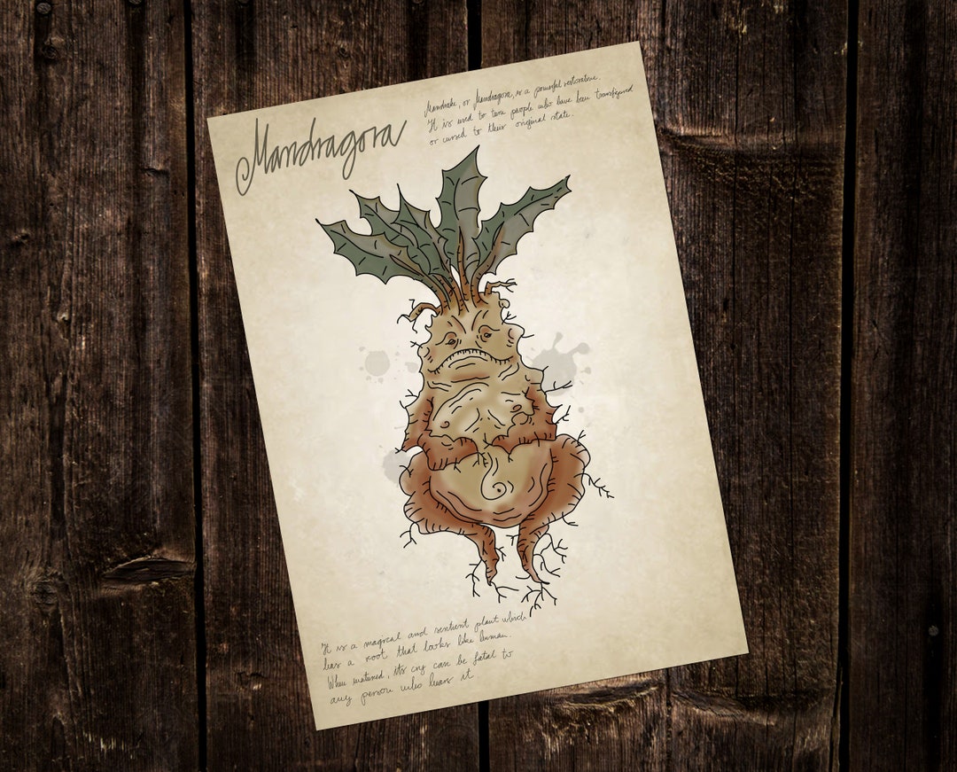 Mandragora Poster/book Page - PDF Printable for Witches and Wizards ...