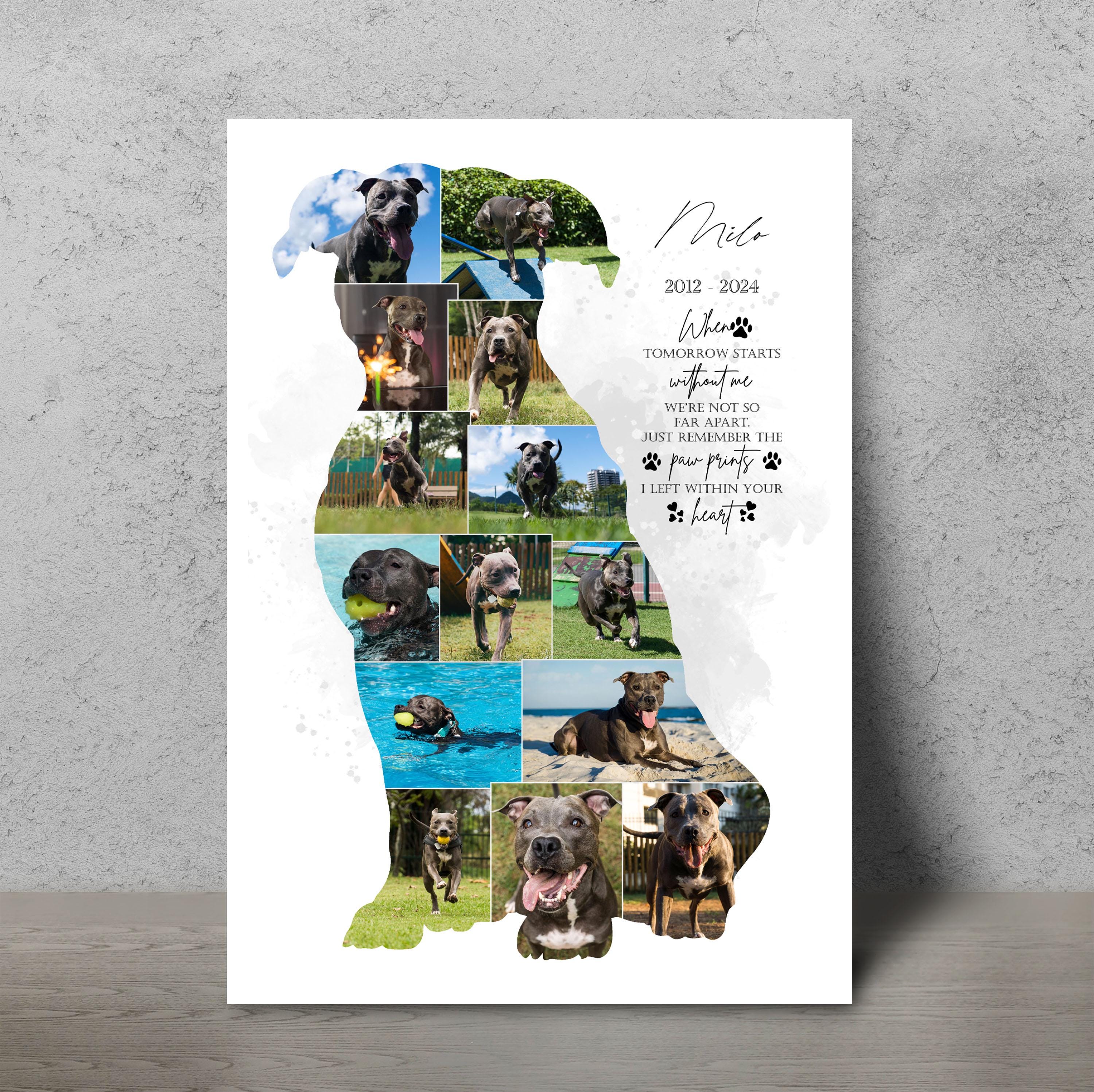 Staffordshire Bull Terrier Photo Collage Print: Staffy Memorial Gift - Etsy