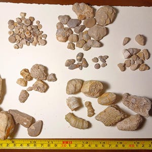 1 Oz or 1 Lb Mixed Fossils- Ordovician Period - Etsy