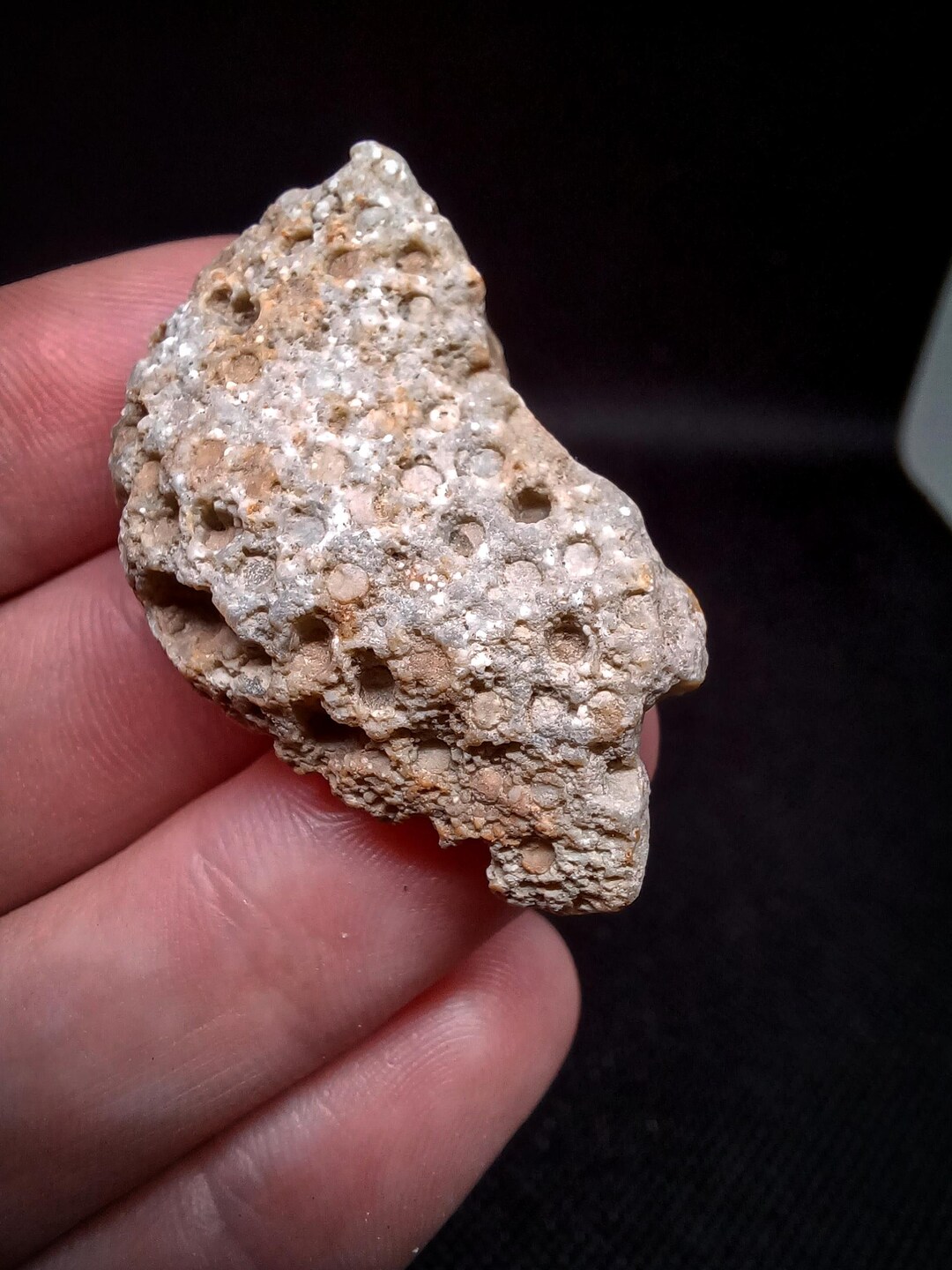 Tabulate Coral Fossil 19- Ordovician Period - Etsy