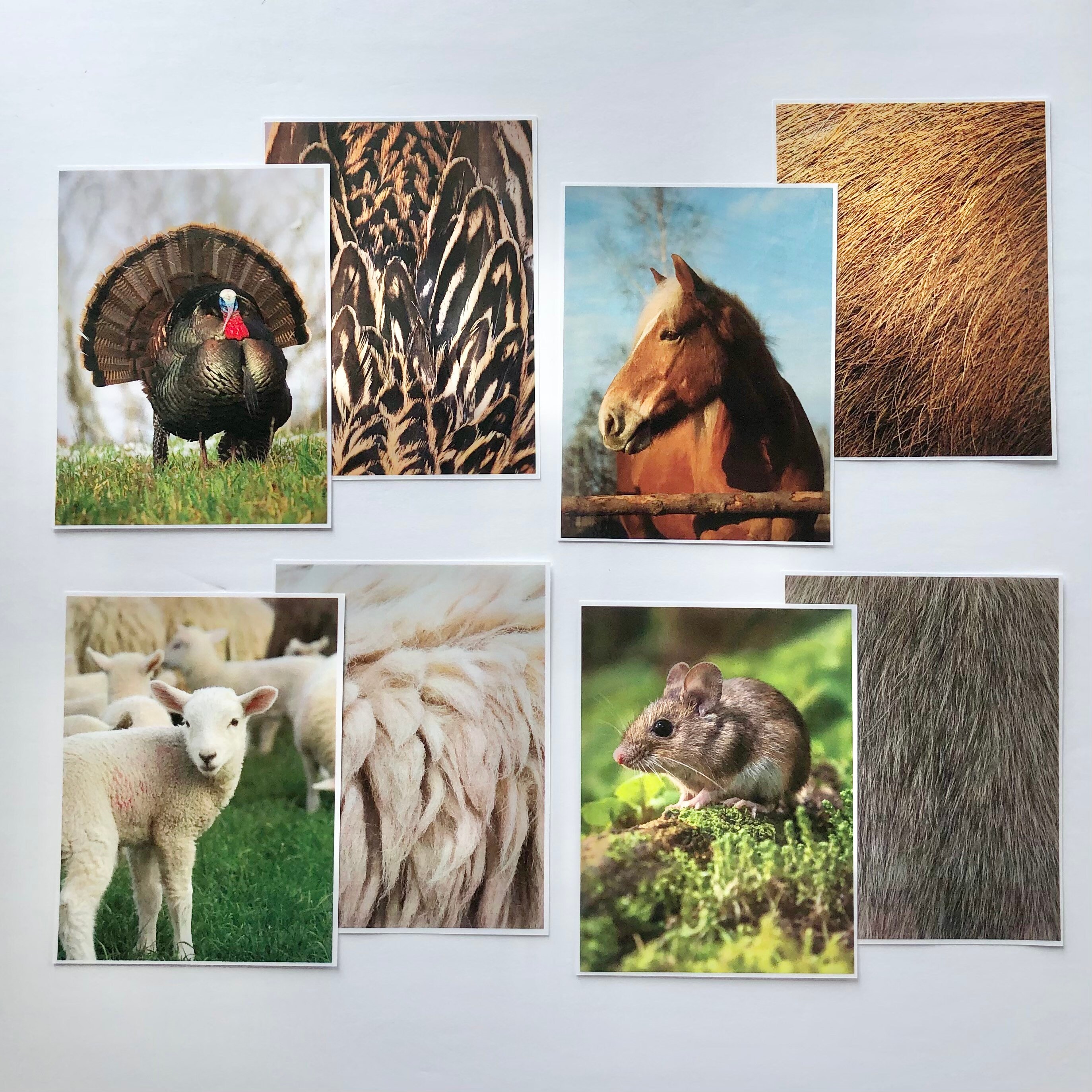 Farm Animal Skin Matching Cards | Etsy Canada