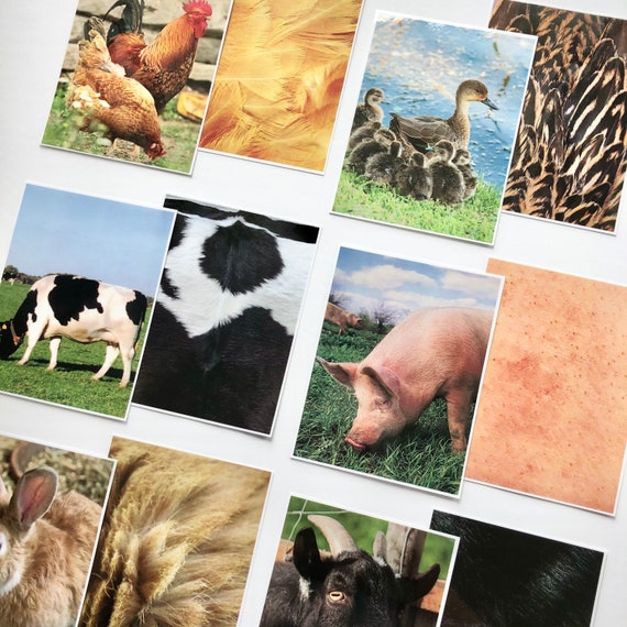 Farm Animal Skin Matching Cards | Etsy Canada