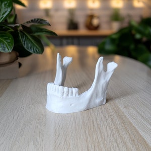 Skull Jaw Phone Holder | Jaw Bone Stand | Different Color Options - Etsy