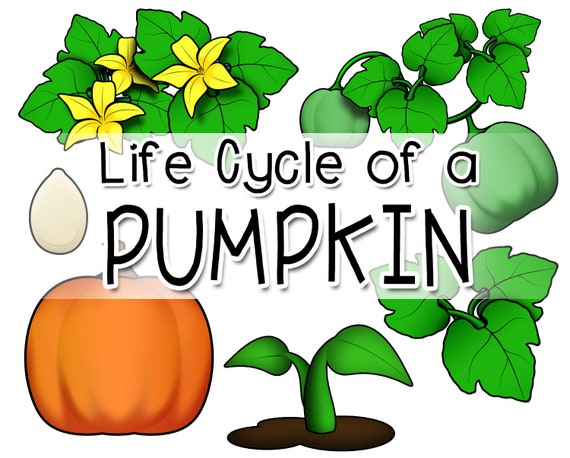 Clipart Sprout Pumpkin Pumpkin Life Cycle Clip Art Etsy