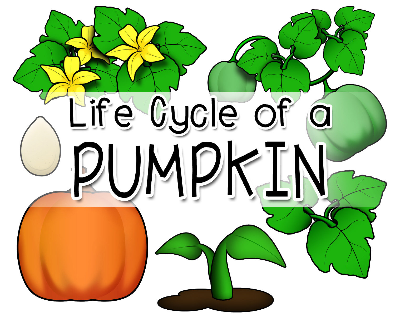 Life Cycle of a Pumpkin Clipart | Pumpkin Life Cycle Clipart | Seedling ...