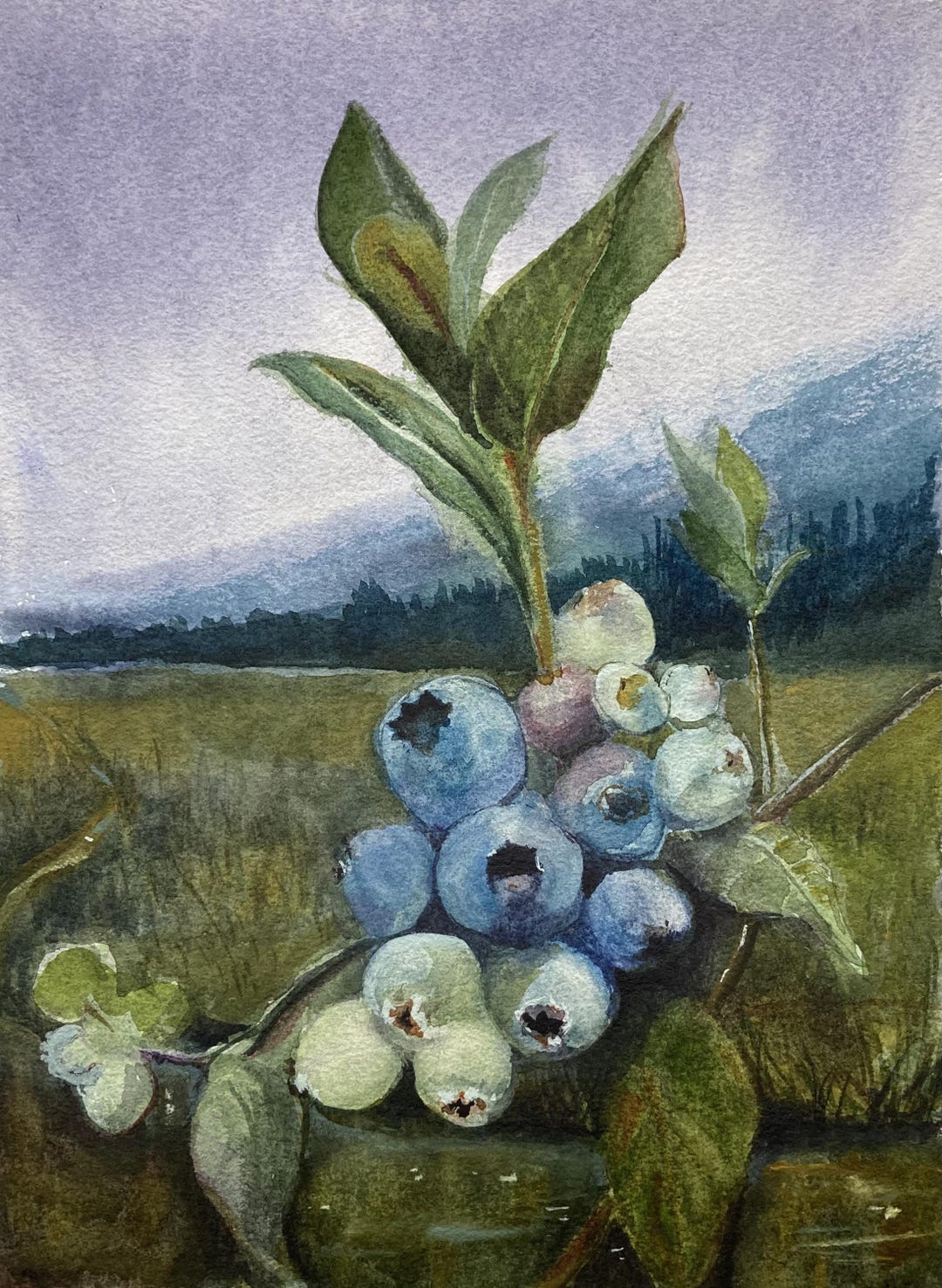 Blueberry Watercolor Painting/blueberry Marsh/giclee Prints/darcy ...