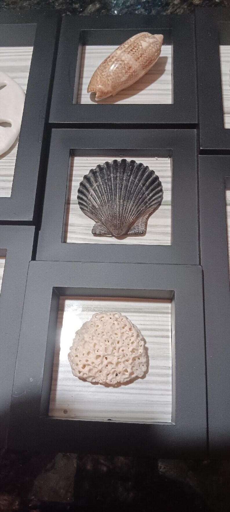 Seashell Shadow Box Ocean Art Decor Real & Faux Shells Hanging or ...