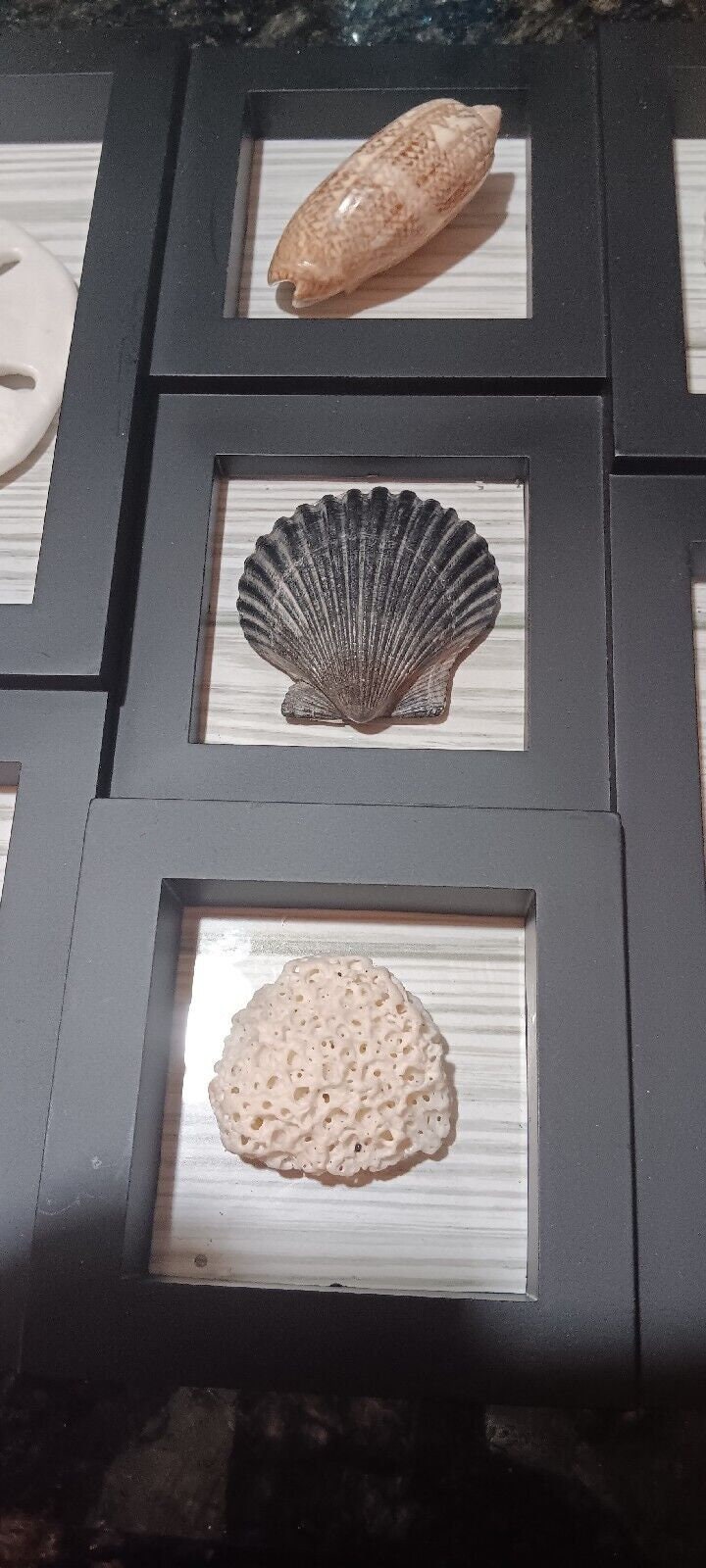 Seashell Shadow Box Ocean Art Decor Real & Faux Shells Hanging or ...