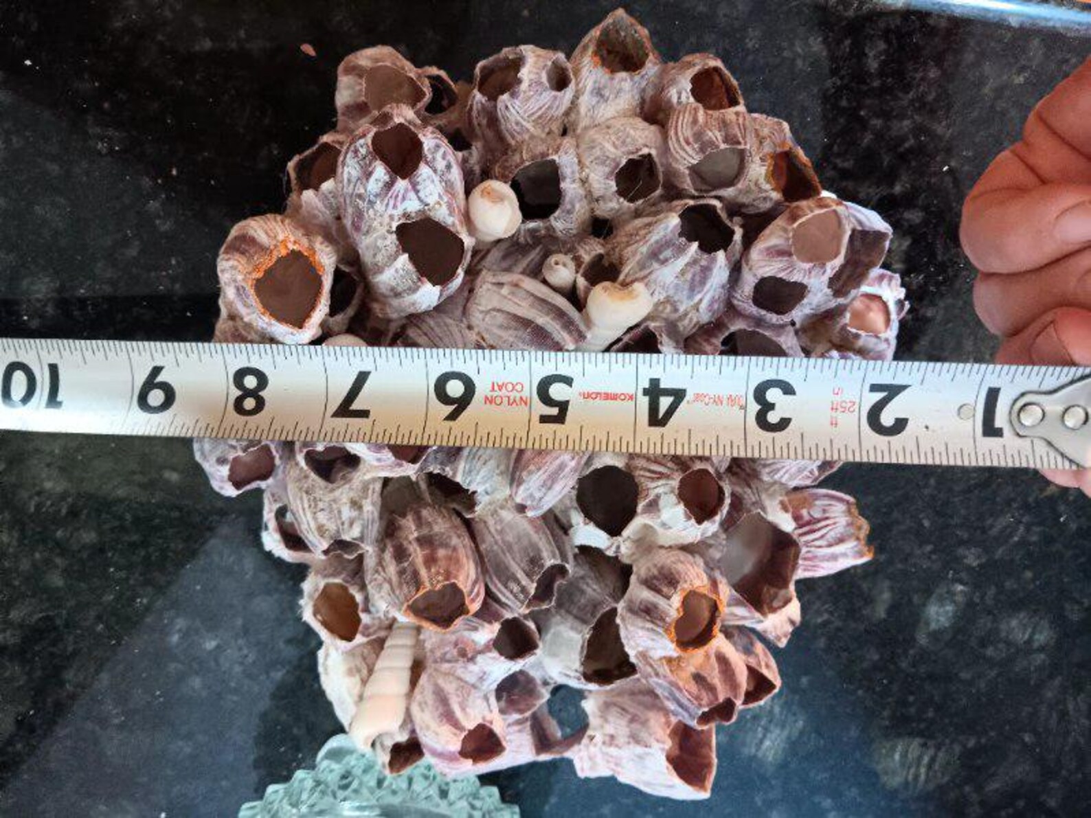 Natural Genuine Barnacle Cluster W/shells on Crystal Stand W/fairy ...