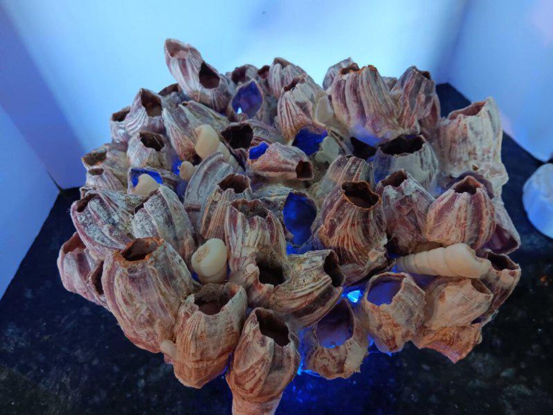 Natural Genuine Barnacle Cluster W/shells on Crystal Stand W/fairy ...