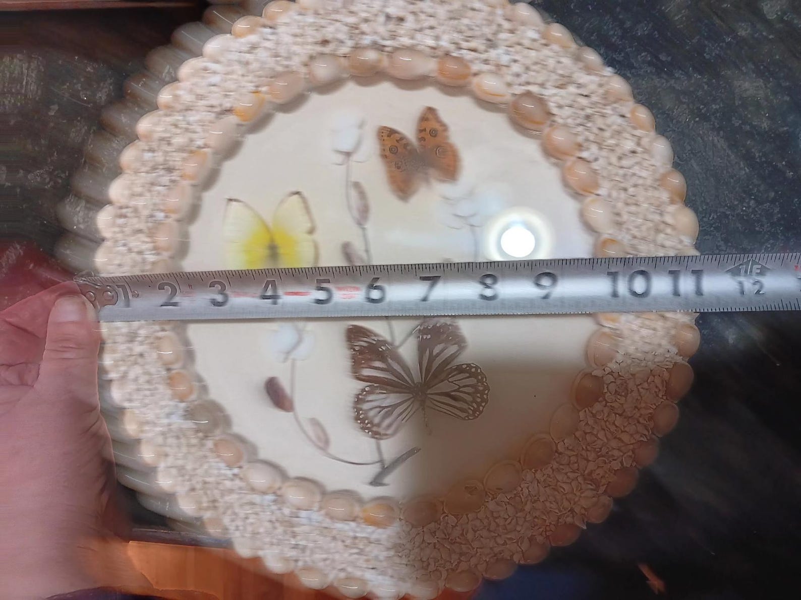 Vintage Butterfly Taxidermy in Round Sea Shell Frame, Entomology Art - Etsy