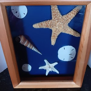 Hand Crafted Wooden Shadow Box W/ Starish, Sand Dollars, Shell OOAK - Etsy