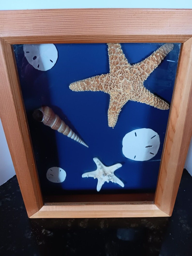Hand Crafted Wooden Shadow Box W/ Starish, Sand Dollars, Shell OOAK - Etsy