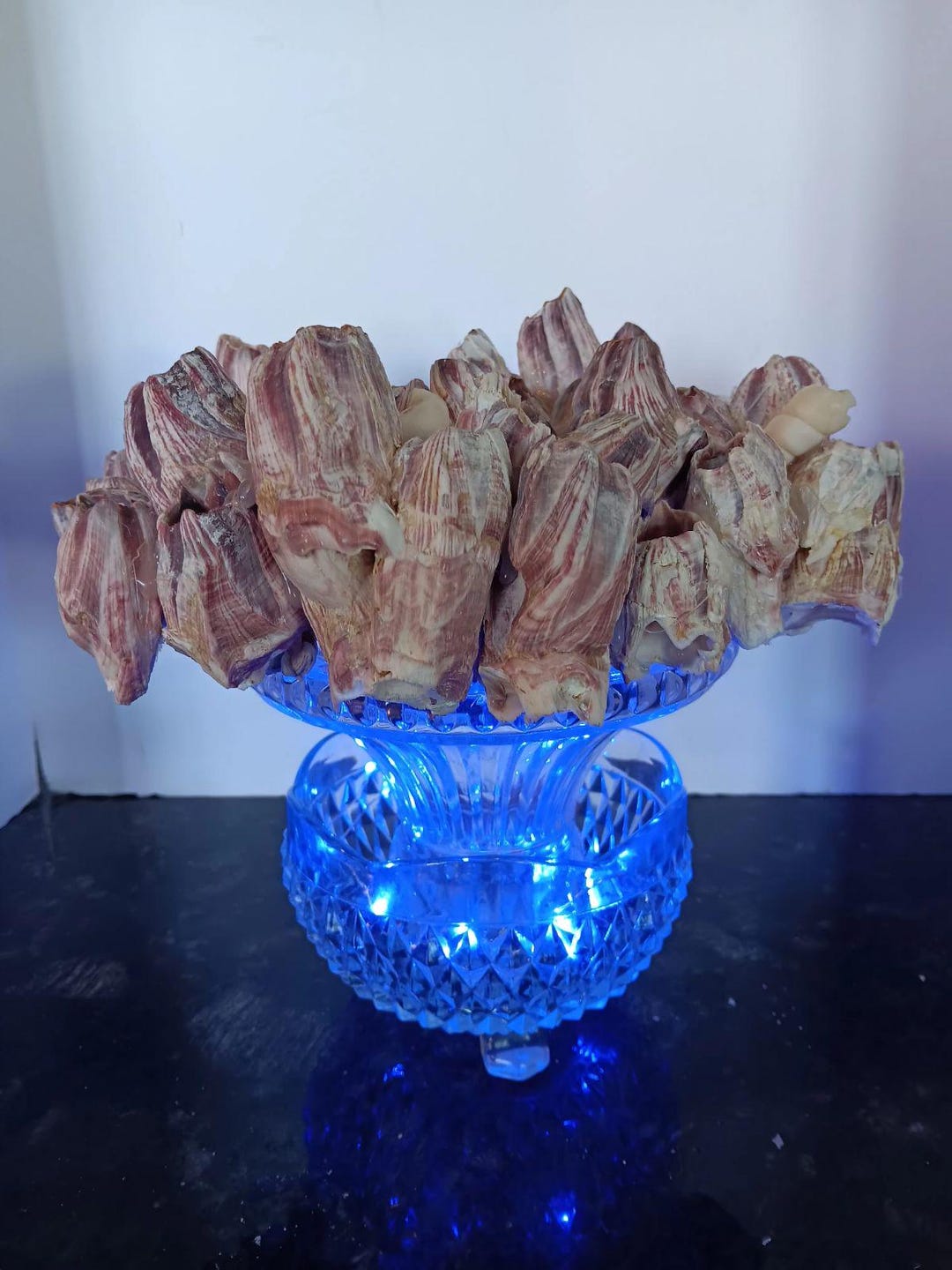 Natural Genuine Barnacle Cluster W/shells on Crystal Stand W/fairy ...