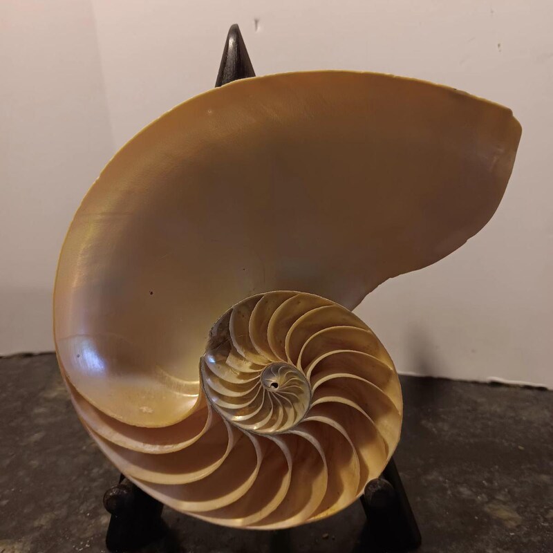 Chambered Nautilus - Etsy