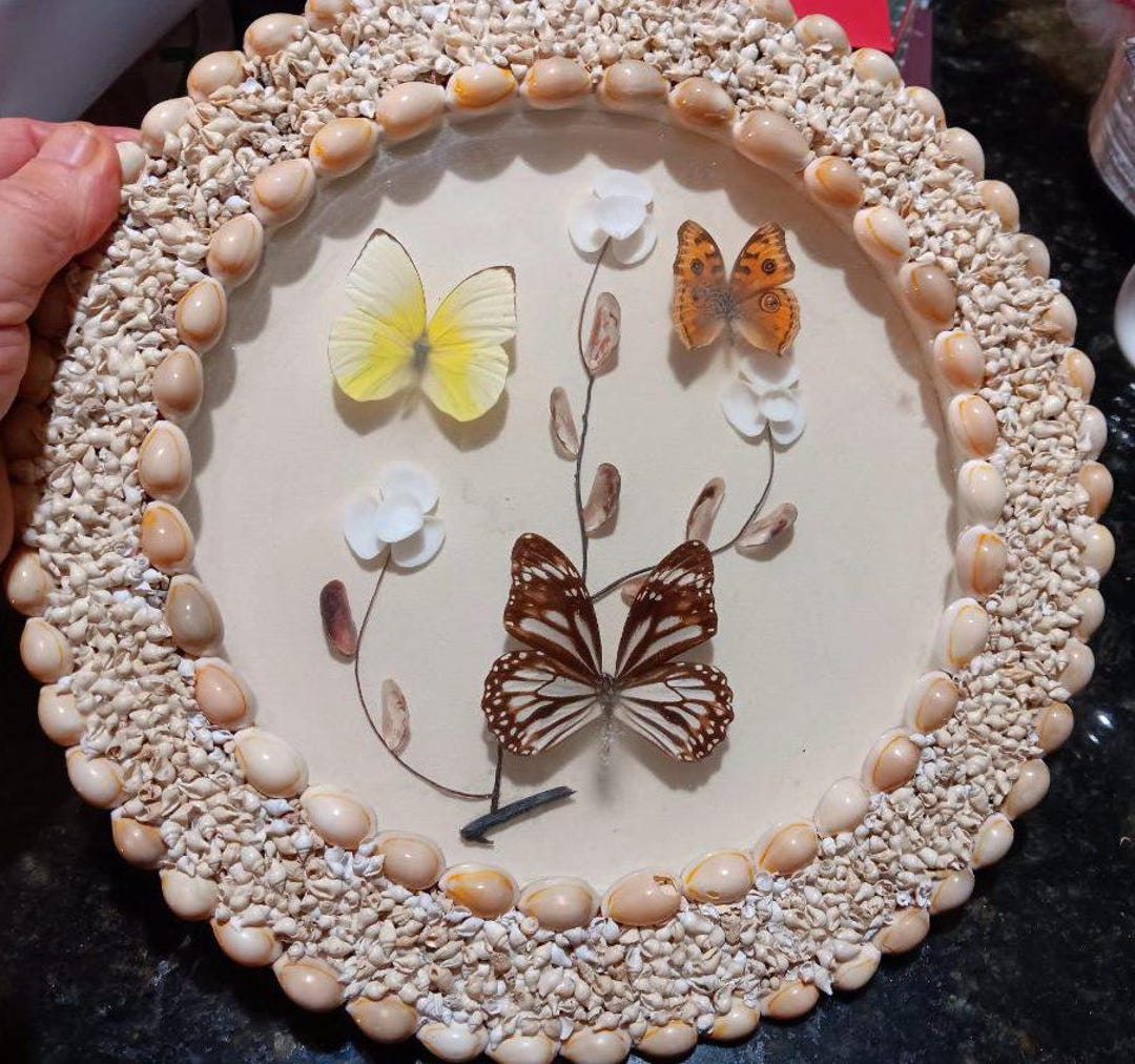 Vintage Butterfly Taxidermy in Round Sea Shell Frame, Entomology Art - Etsy