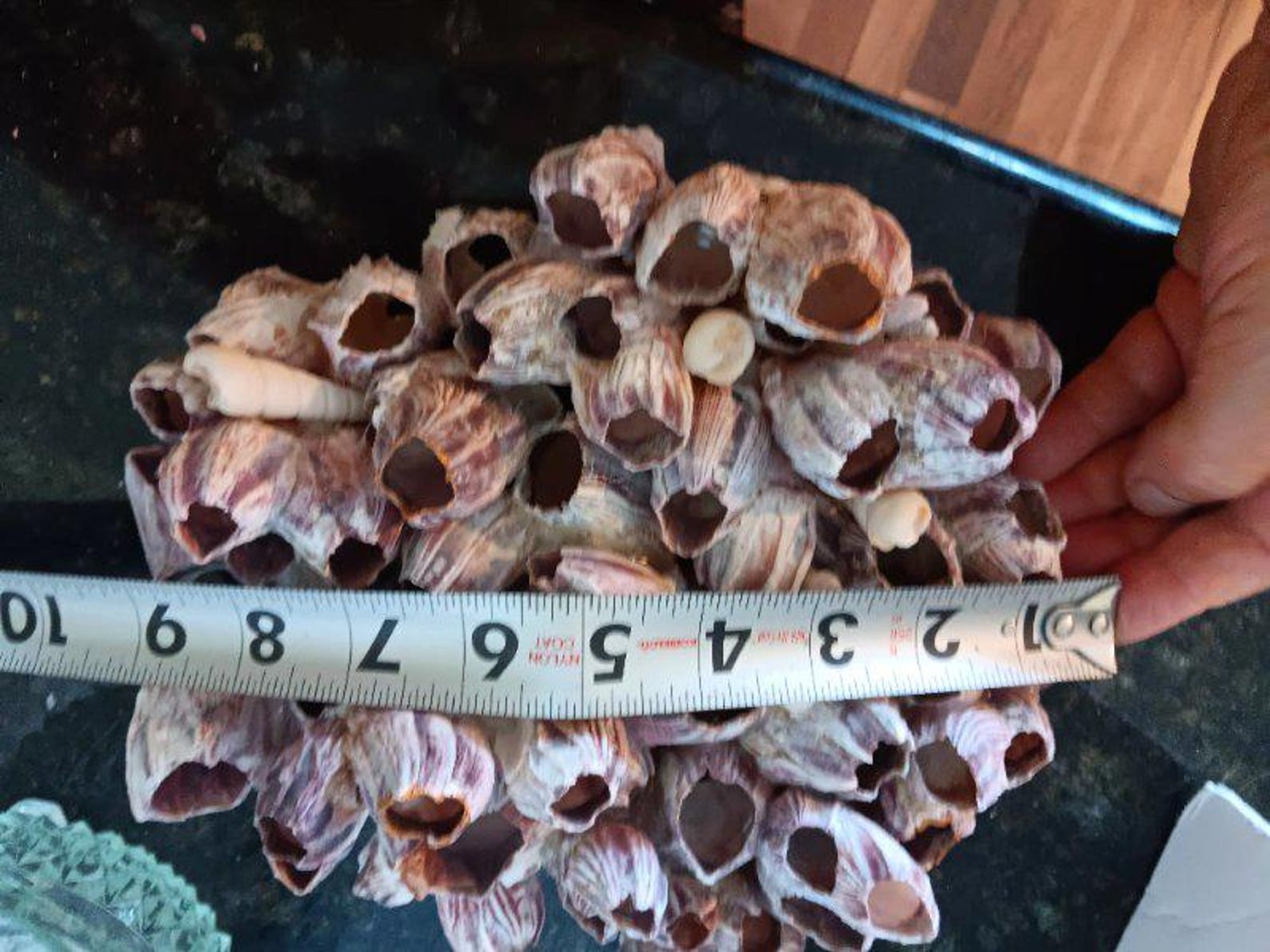 Natural Genuine Barnacle Cluster W/shells on Crystal Stand W/fairy ...