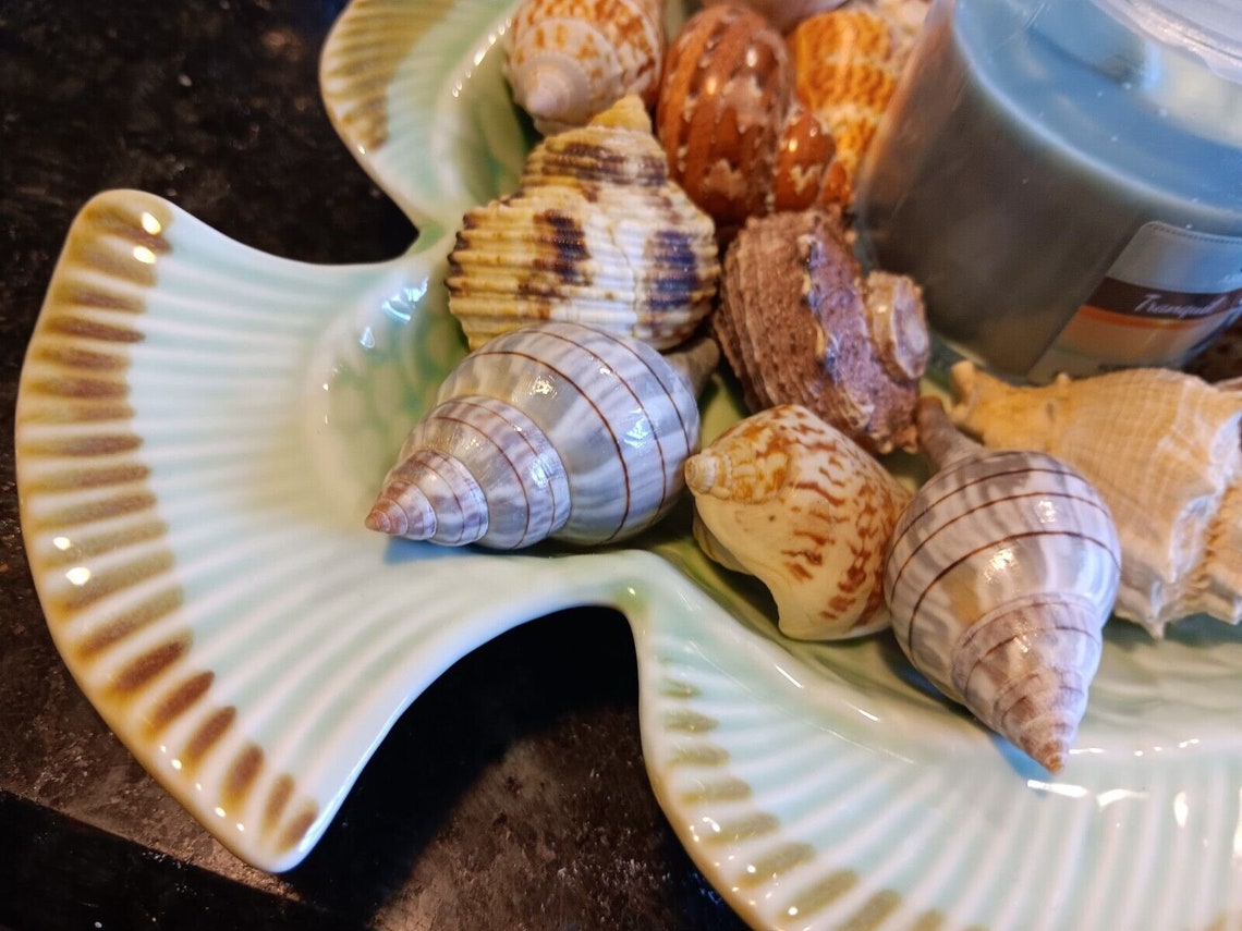 Light Green Ceramic Fish Dish W/ Unique Sea Shells, Candle OOAK NEW - Etsy