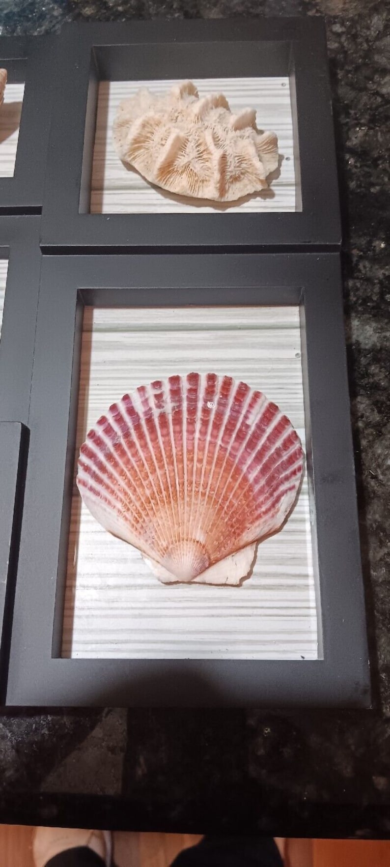 Seashell Shadow Box Ocean Art Decor Real & Faux Shells Hanging or ...