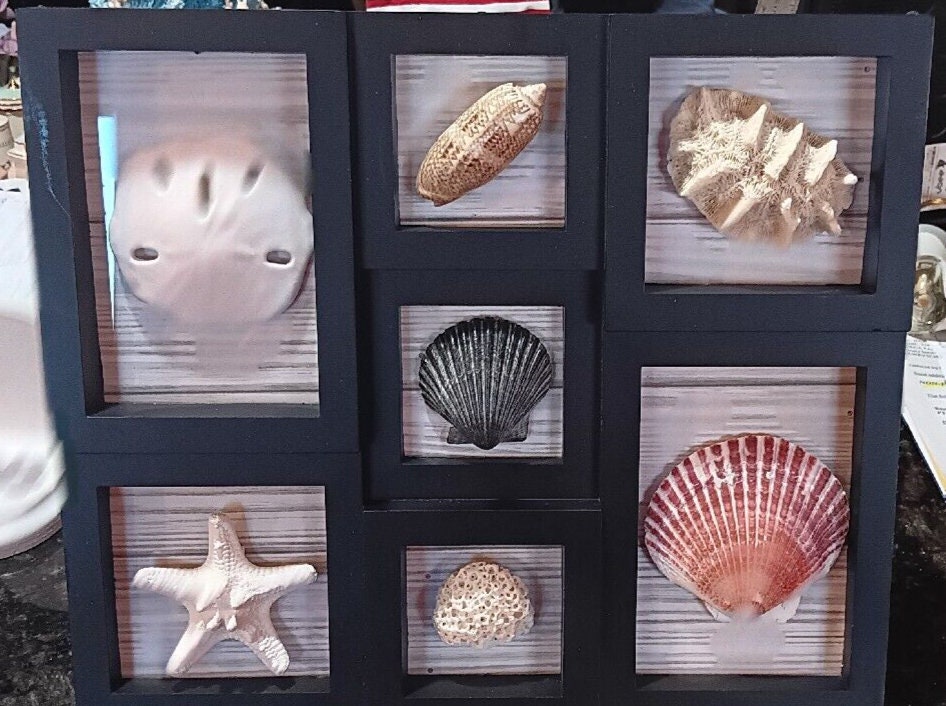 Seashell Shadow Box Ocean Art Decor Real & Faux Shells Hanging or ...