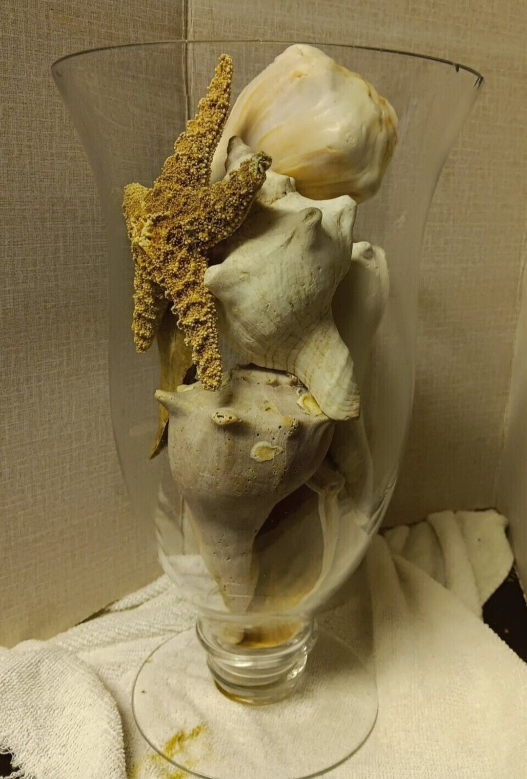 Large Glass Apothecary Jar W/ Florida Conch Shells & Starfish, Great ...