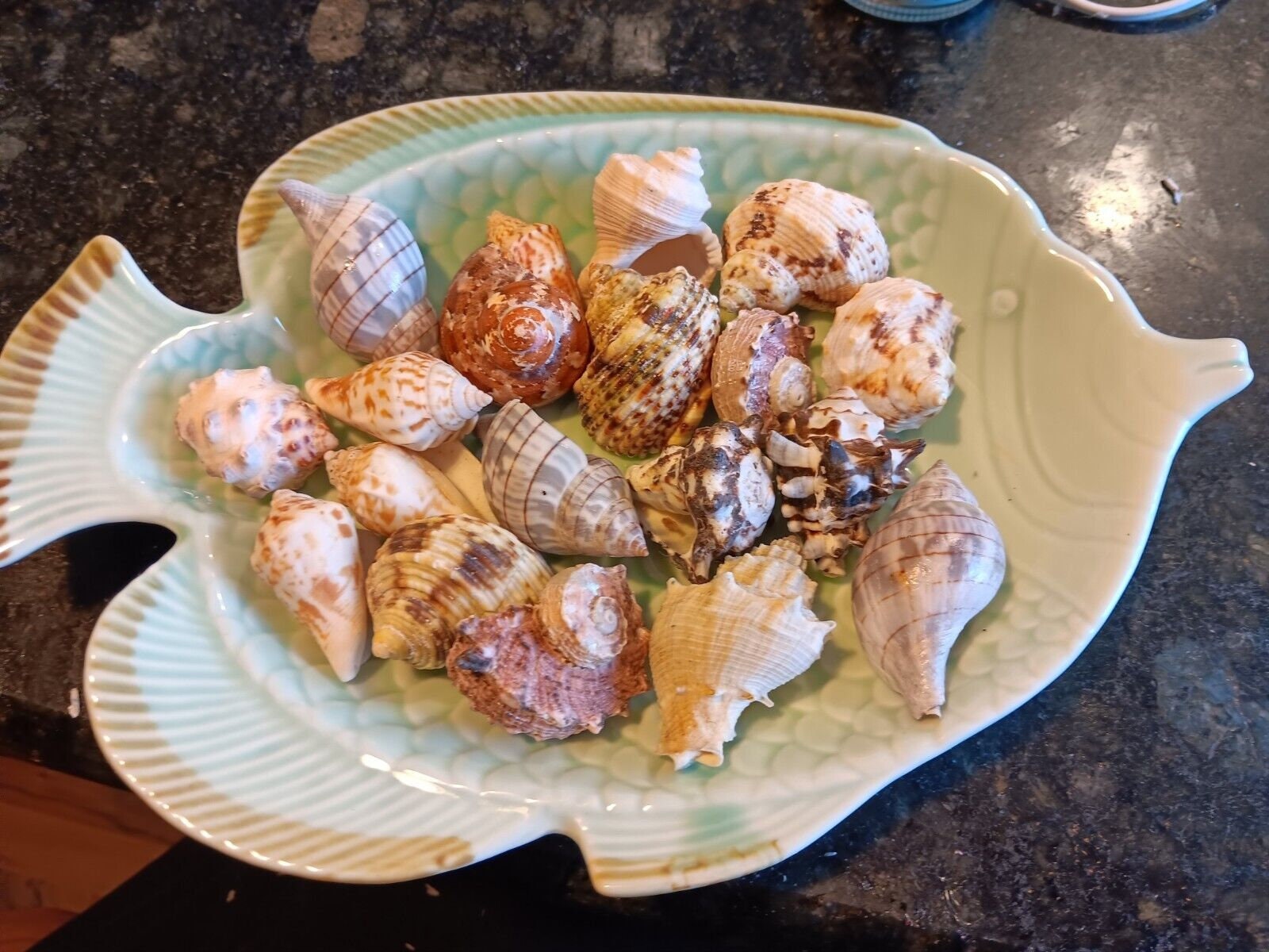 Light Green Ceramic Fish Dish W/ Unique Sea Shells, Candle OOAK NEW - Etsy