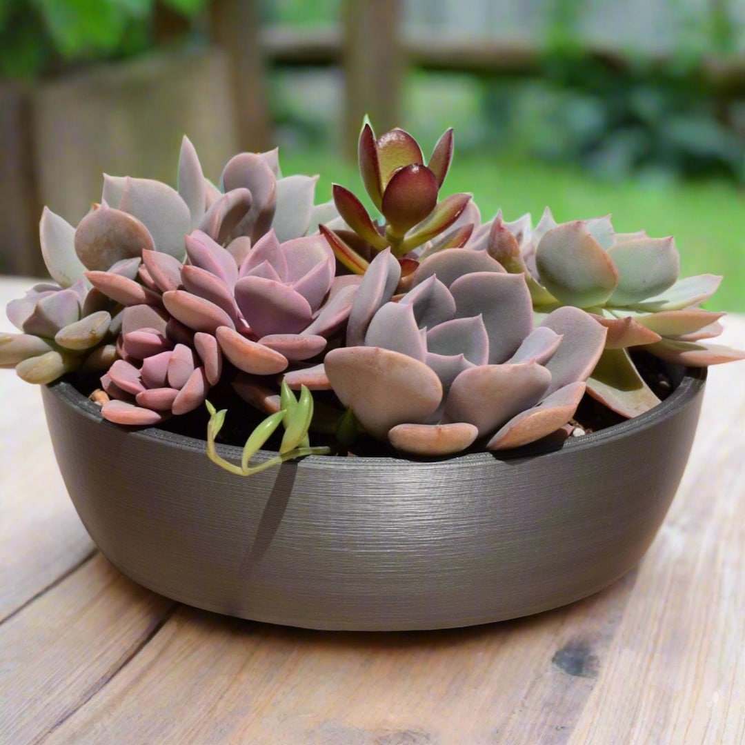 Small Round Shallow Succulent Planter, 6-inch Pot, Indoor/outdoor ...
