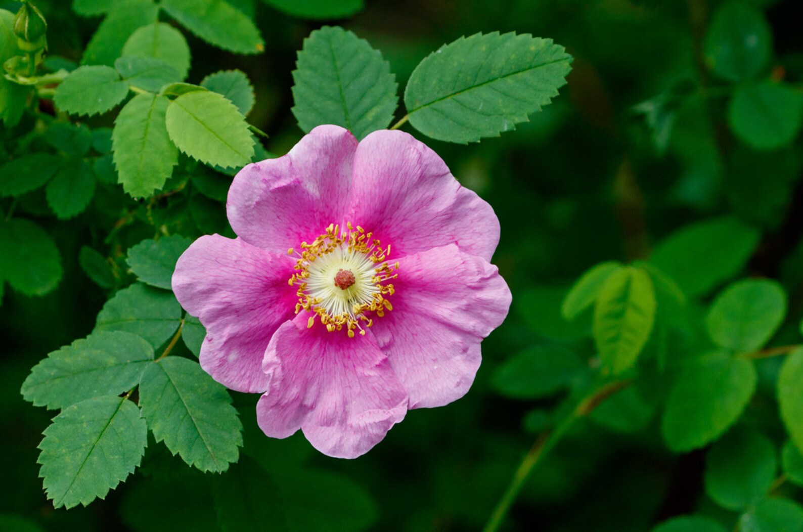 HEART HUG Emotional Support Elixir, Organic Herbal Tincture, Heart ...