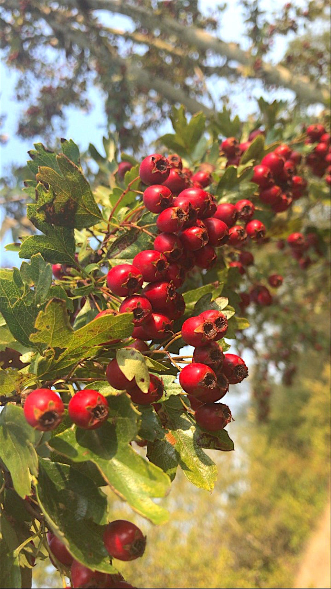 HEART HUG Emotional Support Elixir, Organic Herbal Tincture, Heart ...