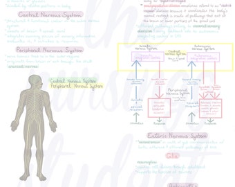 Nervous System Notes | Etsy