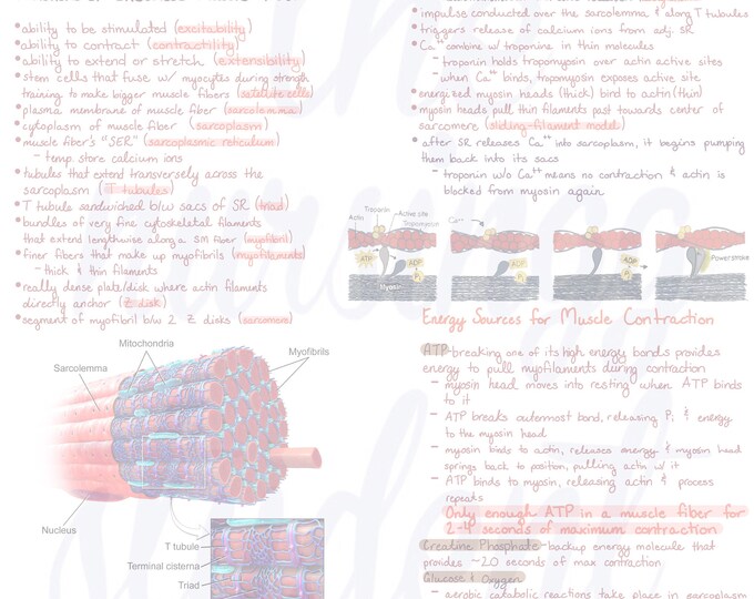 Digital Muscle Contraction Notes | Etsy