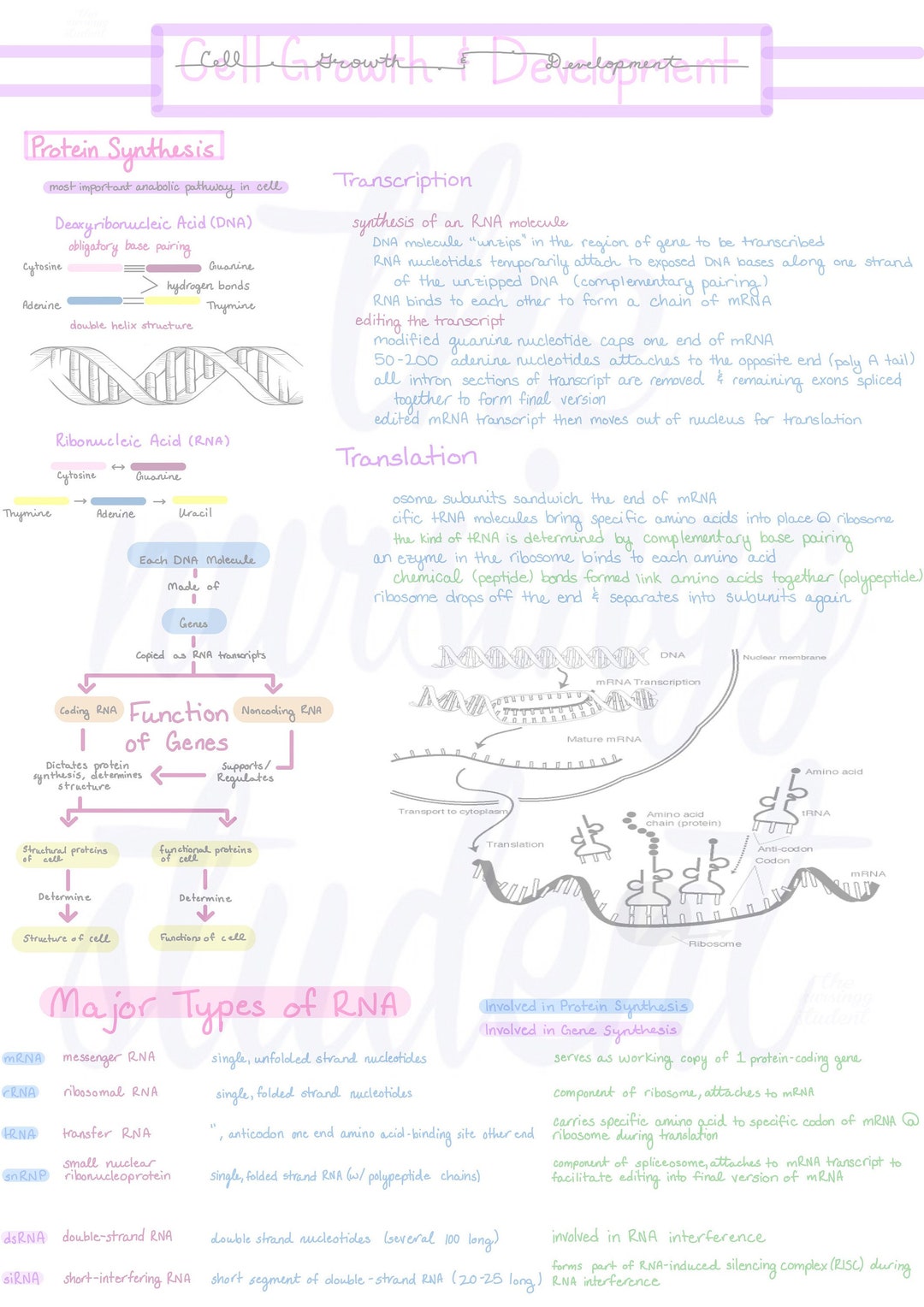 Digital Cell Growth and Development Notes - Etsy