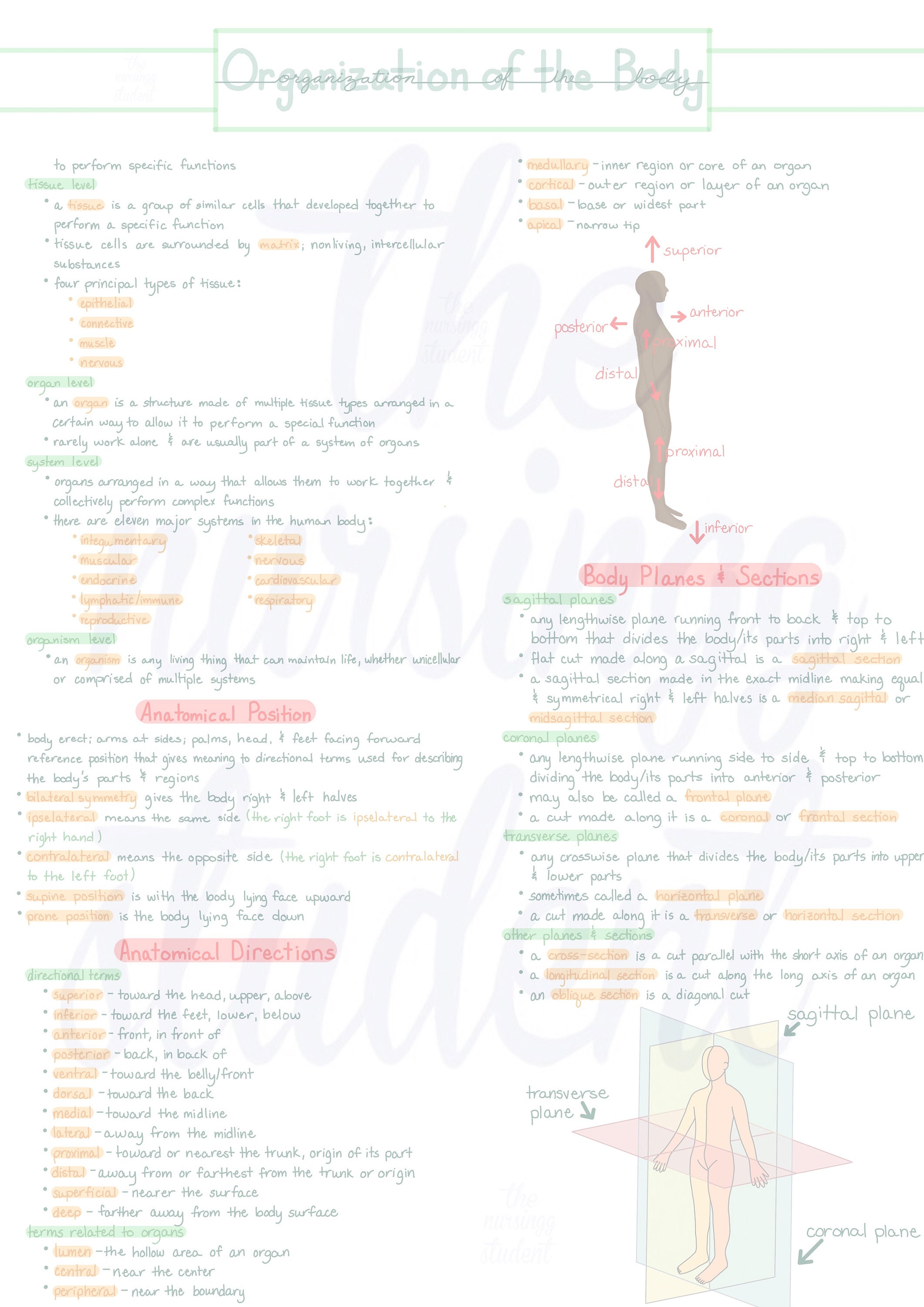 Digital Anatomy and Physiology Notes-bundle - Etsy