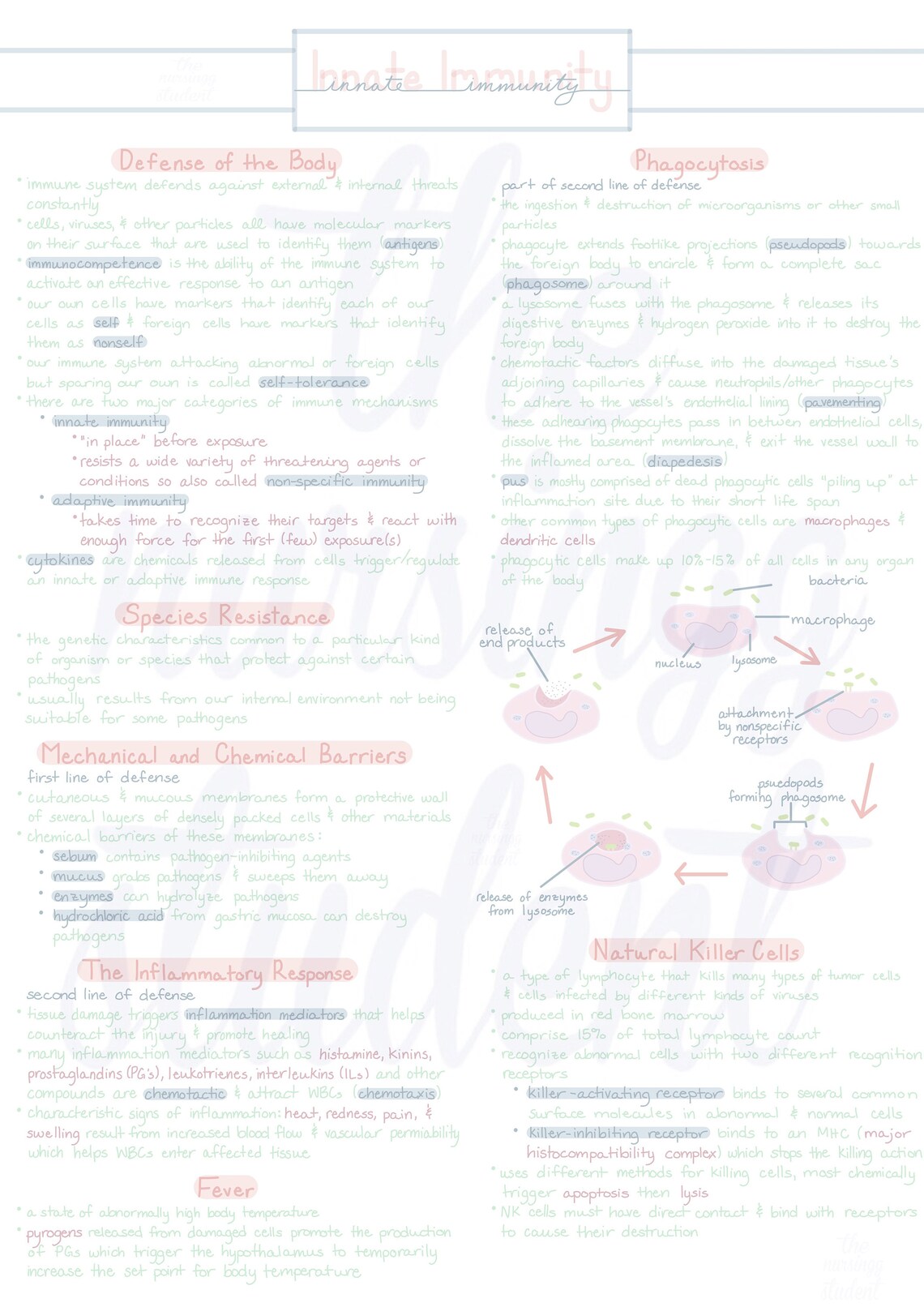 Digital Anatomy and Physiology Notes-bundle - Etsy