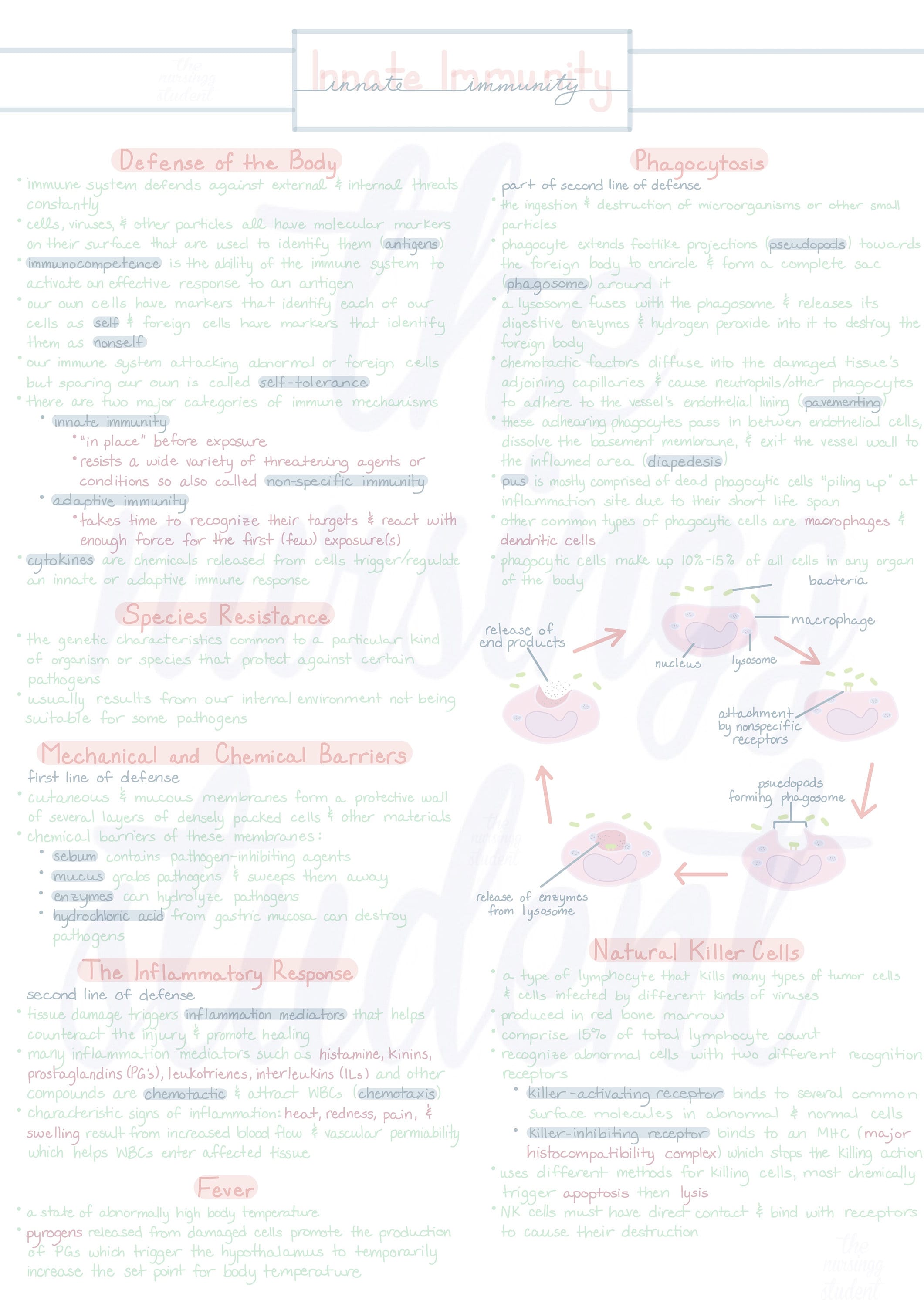 Digital Anatomy and Physiology Notes-bundle - Etsy
