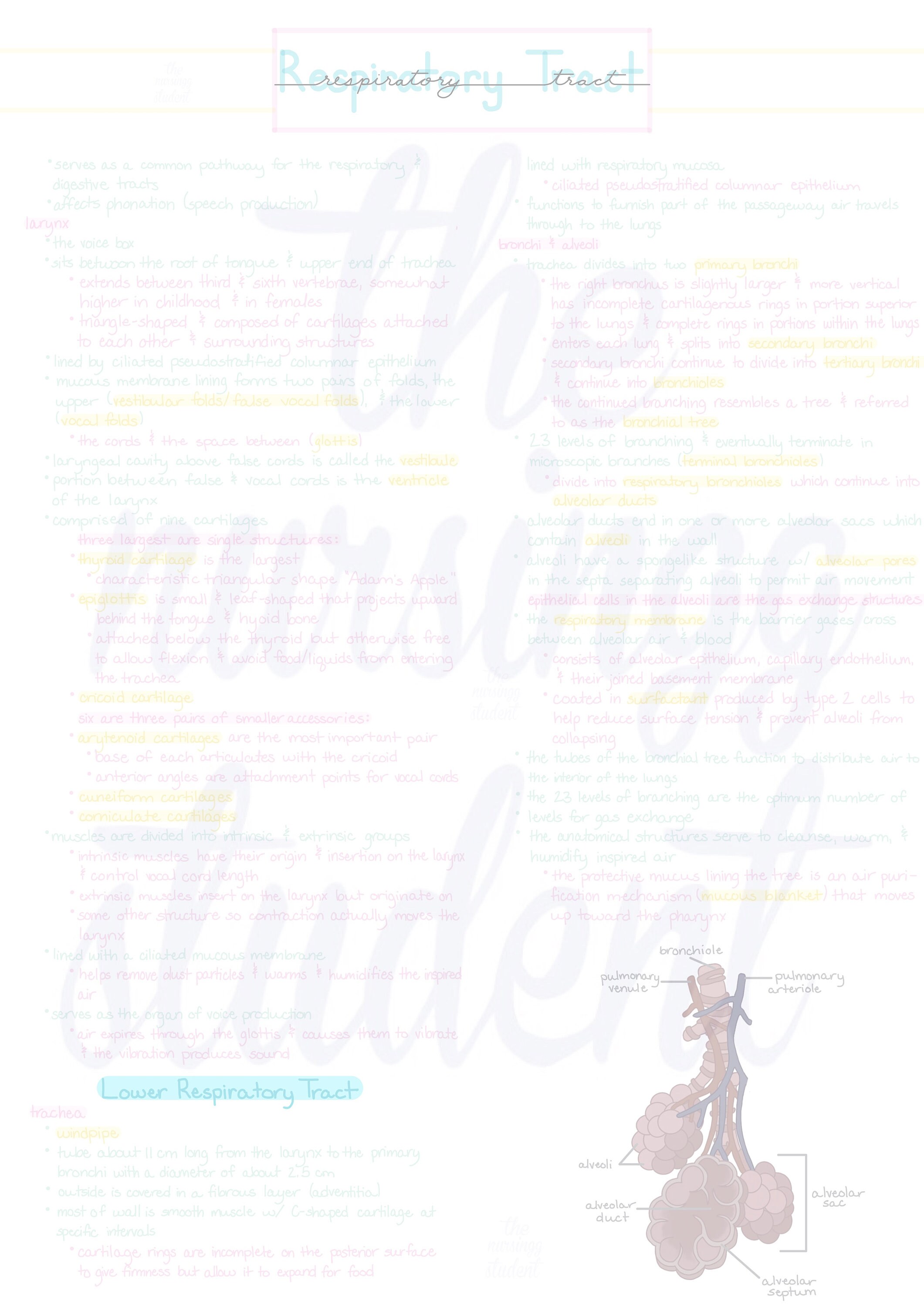 Digital Anatomy and Physiology Notes-bundle - Etsy