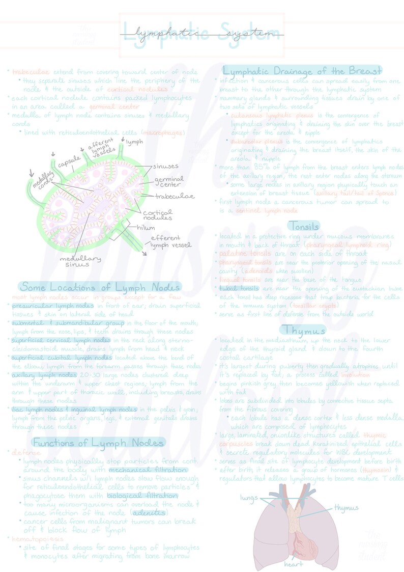 Digital Anatomy and Physiology Notes-bundle - Etsy