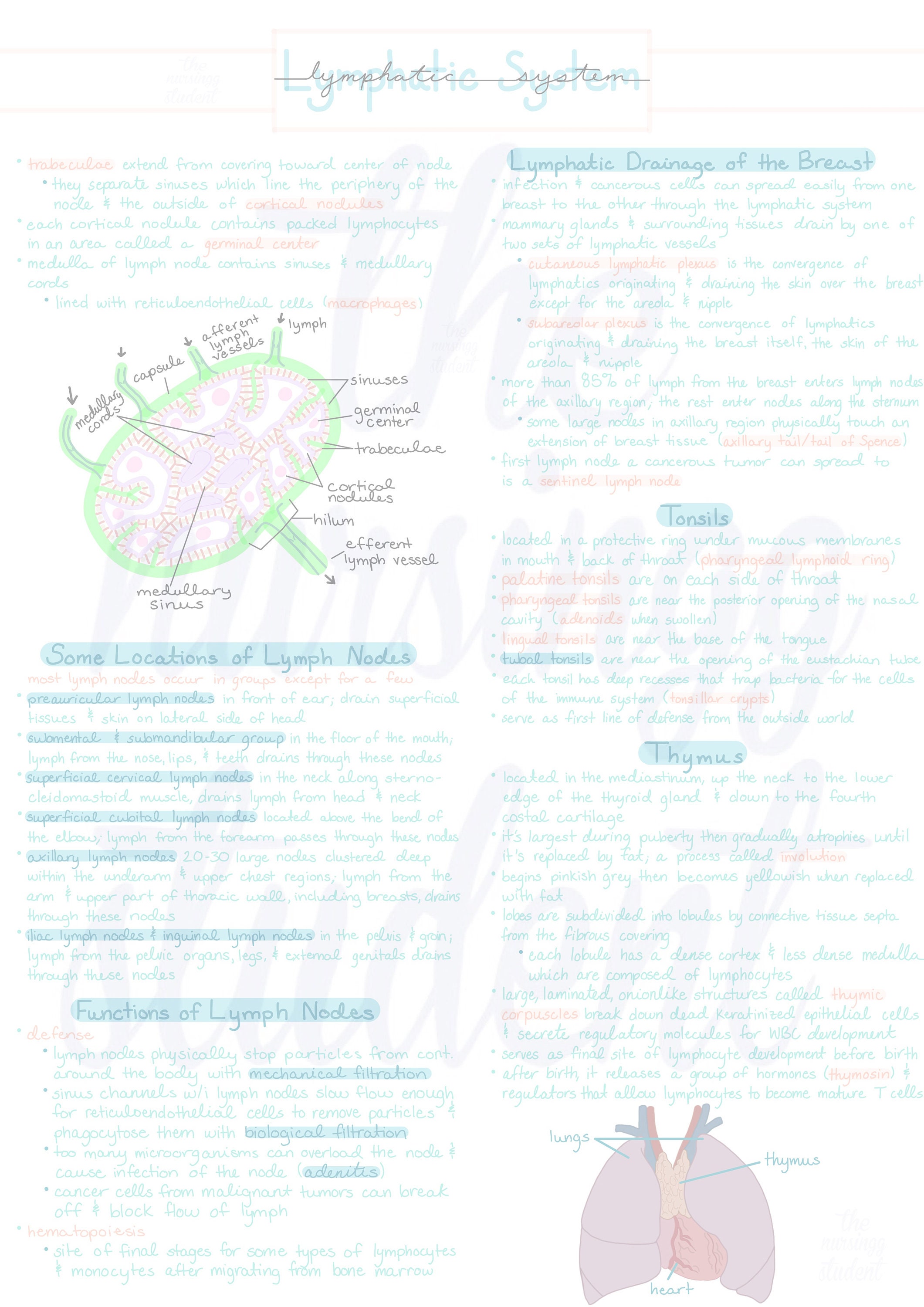 Digital Anatomy and Physiology Notes-bundle - Etsy