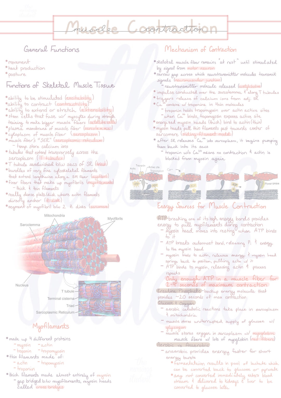 Digital Muscle Contraction Notes - Etsy